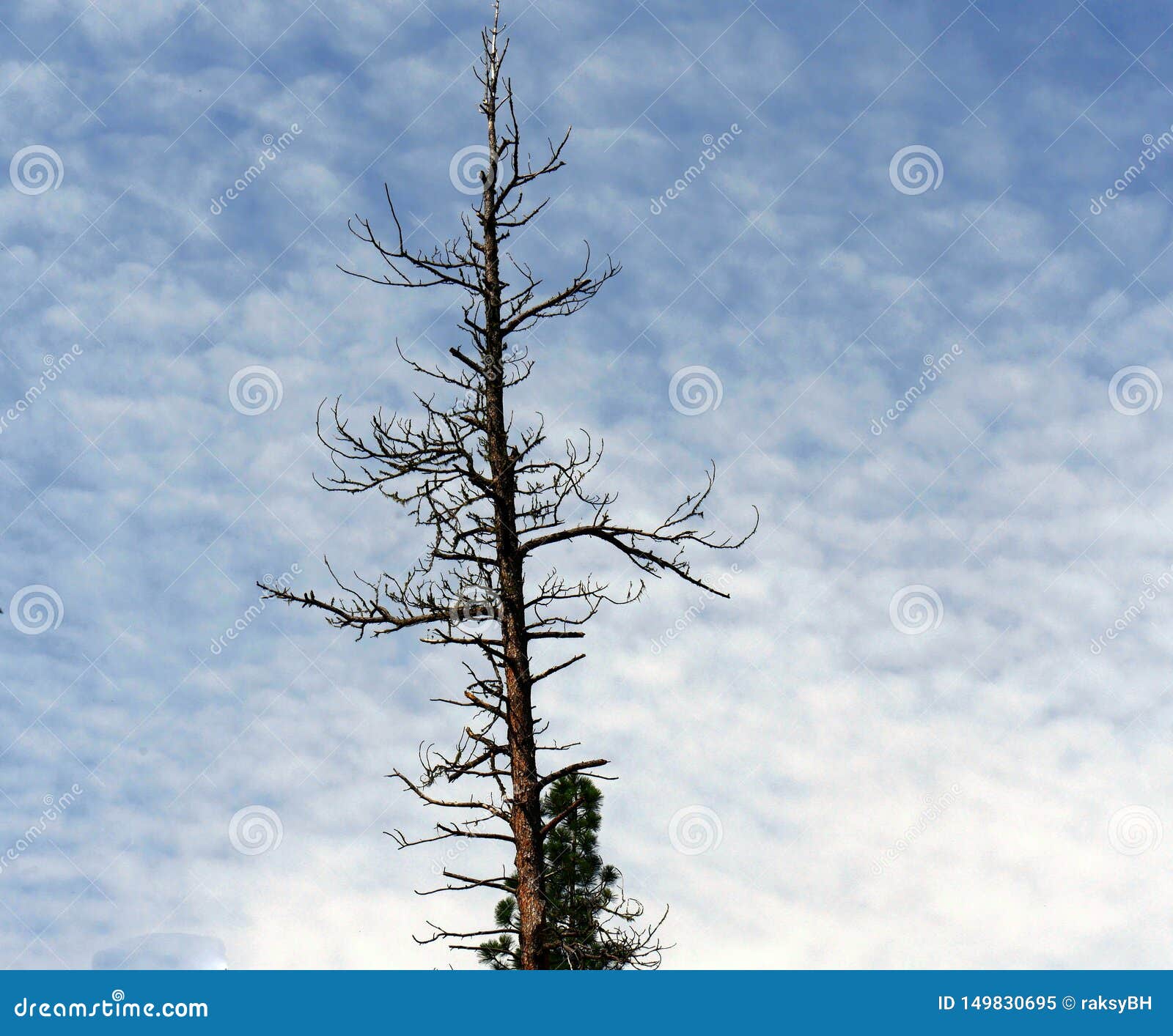 Leafless pine tree stock image. Image of park, artistic - 149830695
