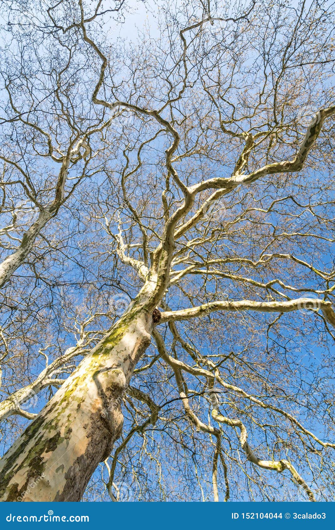 Leafless Plane Tree with Many Branches in the Morning Sun Stock Photo ...