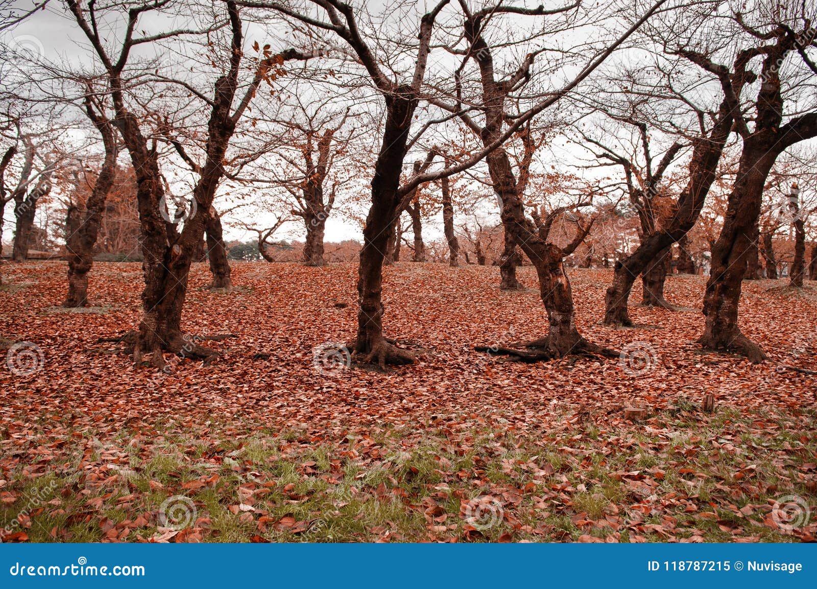 Leafless Plum Tree in Orchard during Dry Cold Winter Stock Image ...