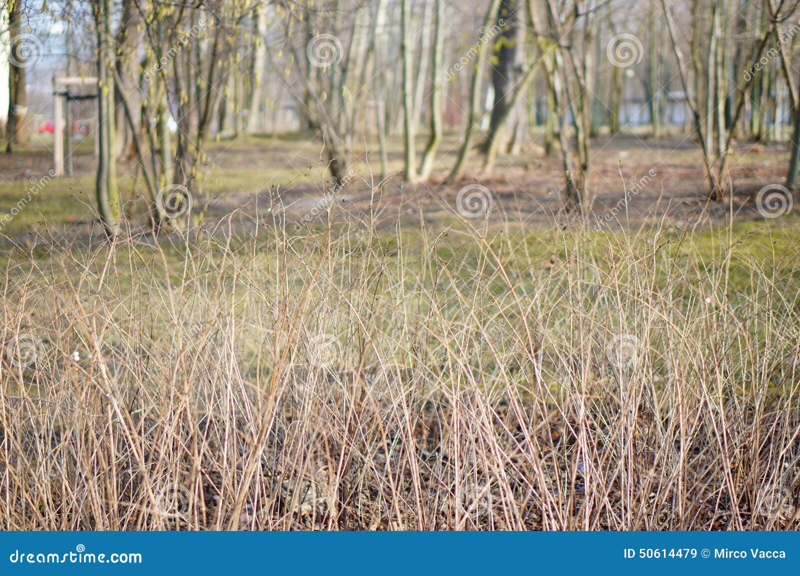 Leafless shrub stock image. Image of park, shrub, nature - 50614479