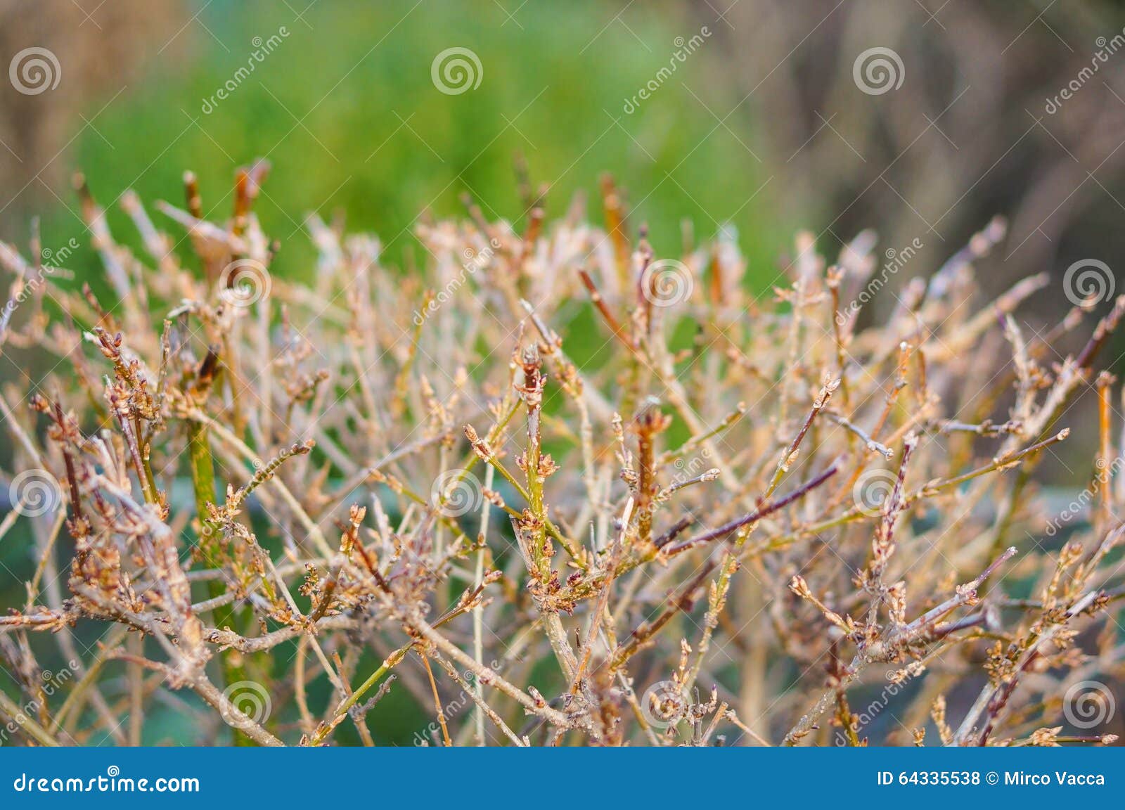 Leafless shrub stock photo. Image of nature, spring, bush - 64335538