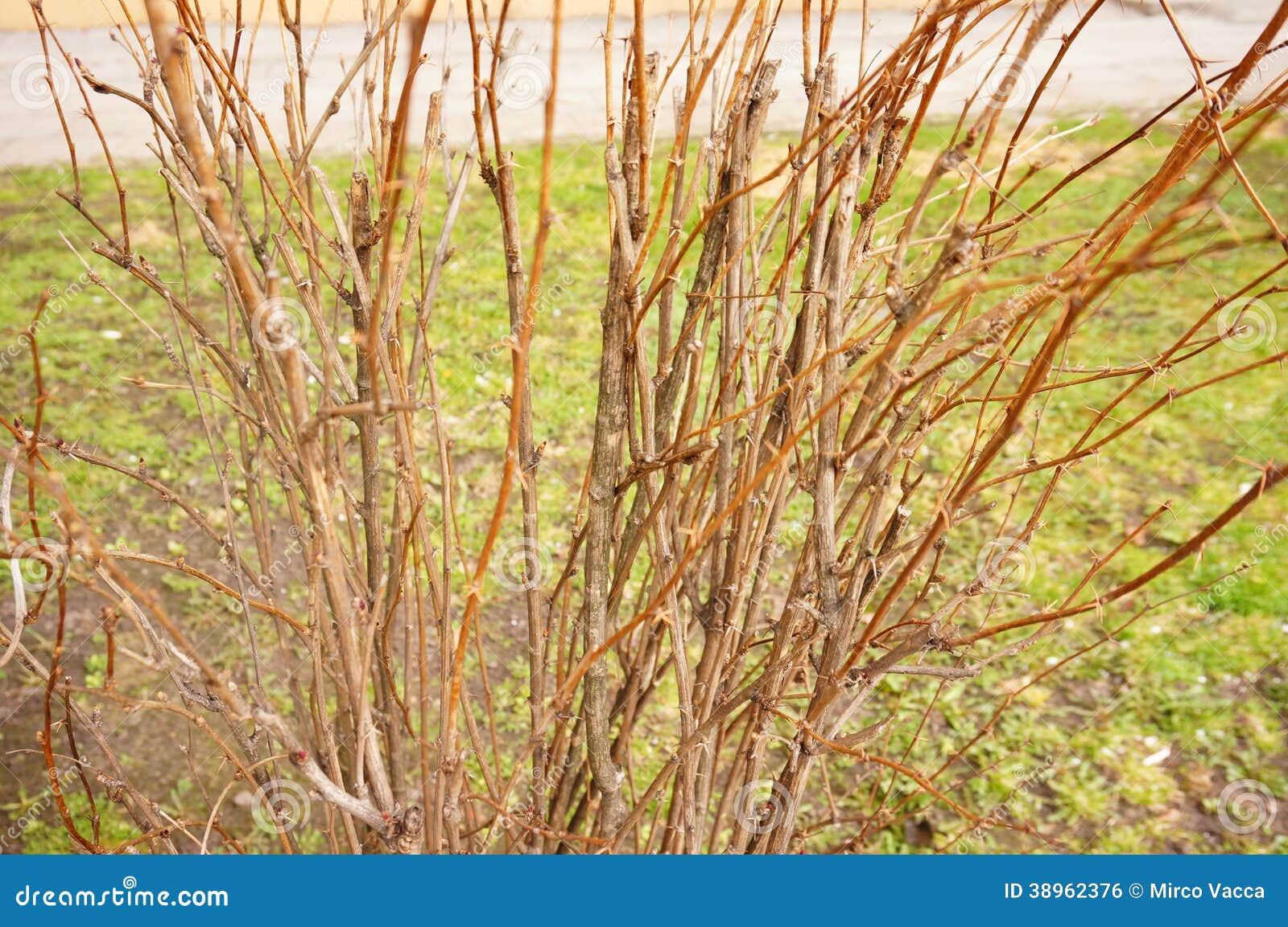 Leafless shrub stock photo. Image of plant, branch, twigs - 38962376