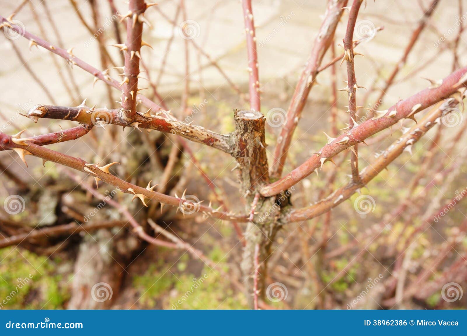Leafless shrub stock photo. Image of outdoor, twig, tree - 38962386