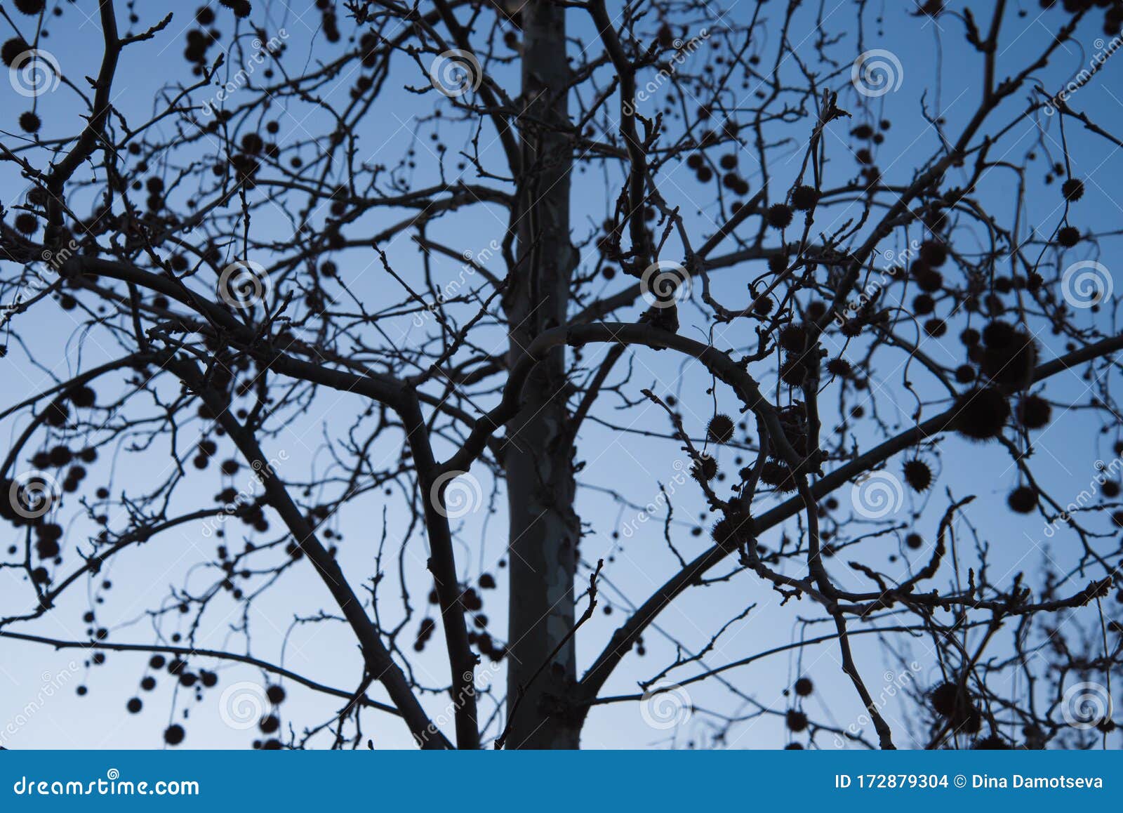 A Leafless Sycamore Tree with Fruit in the Background Light at Sunset ...