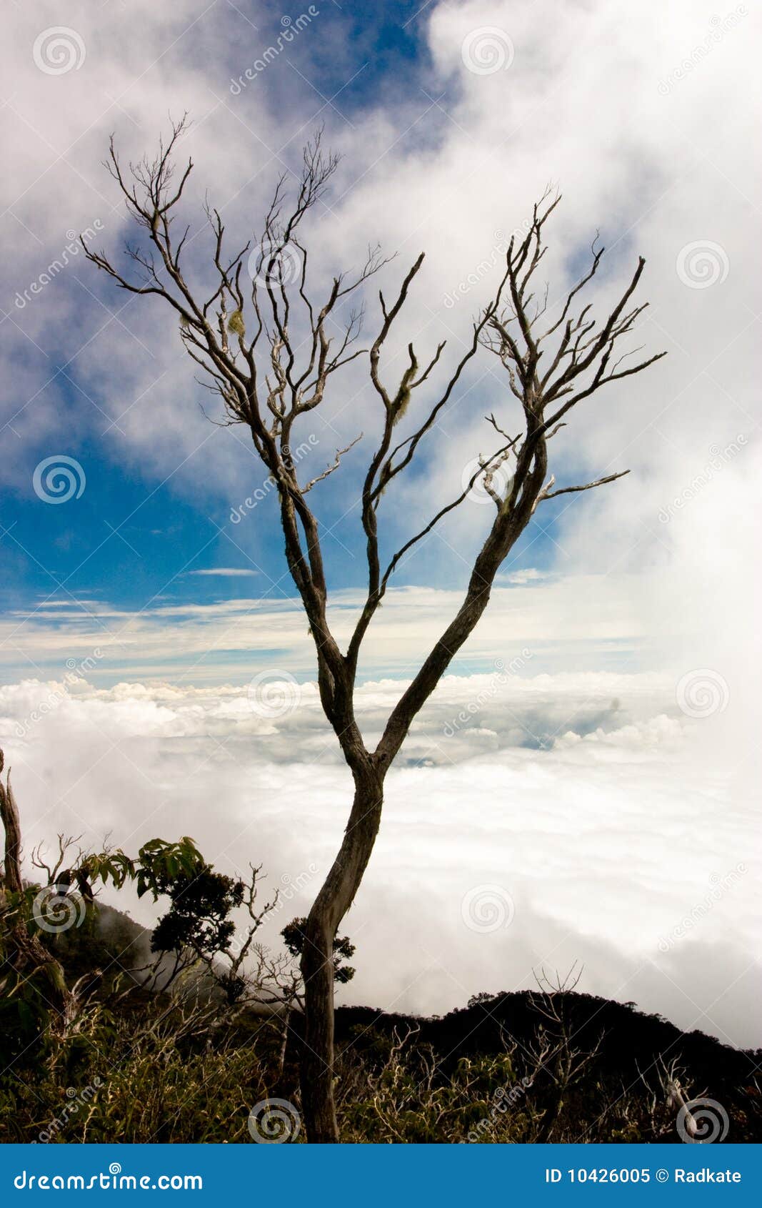 Leafless tree stock image. Image of leaf, mighty, generic - 10426005