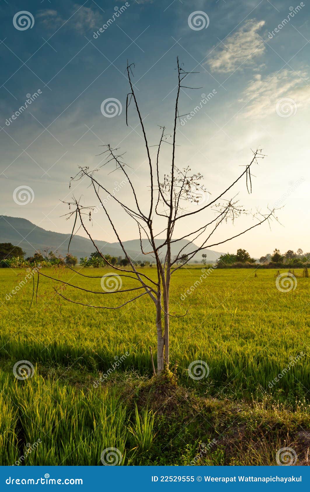Leafless tree stock image. Image of rice, branch, tree - 22529555