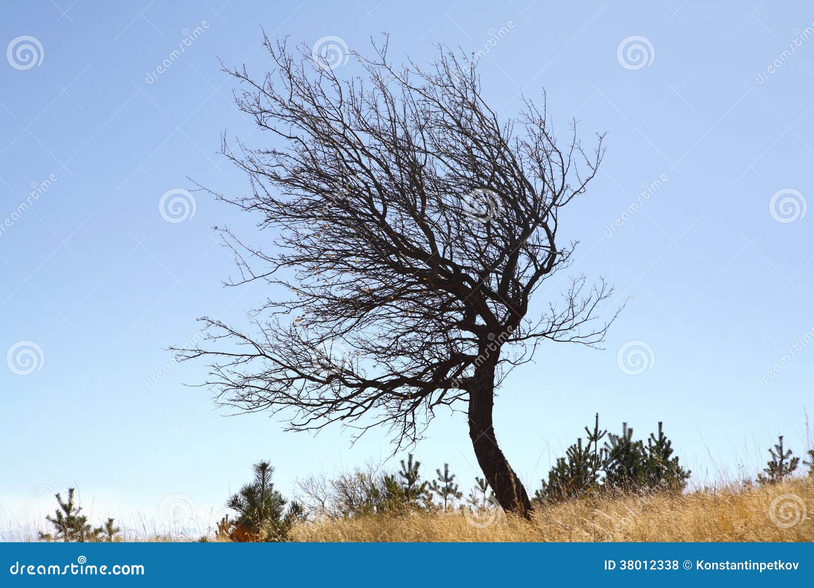 Leafless tree stock photo. Image of stem, branch, outdoor - 38012338