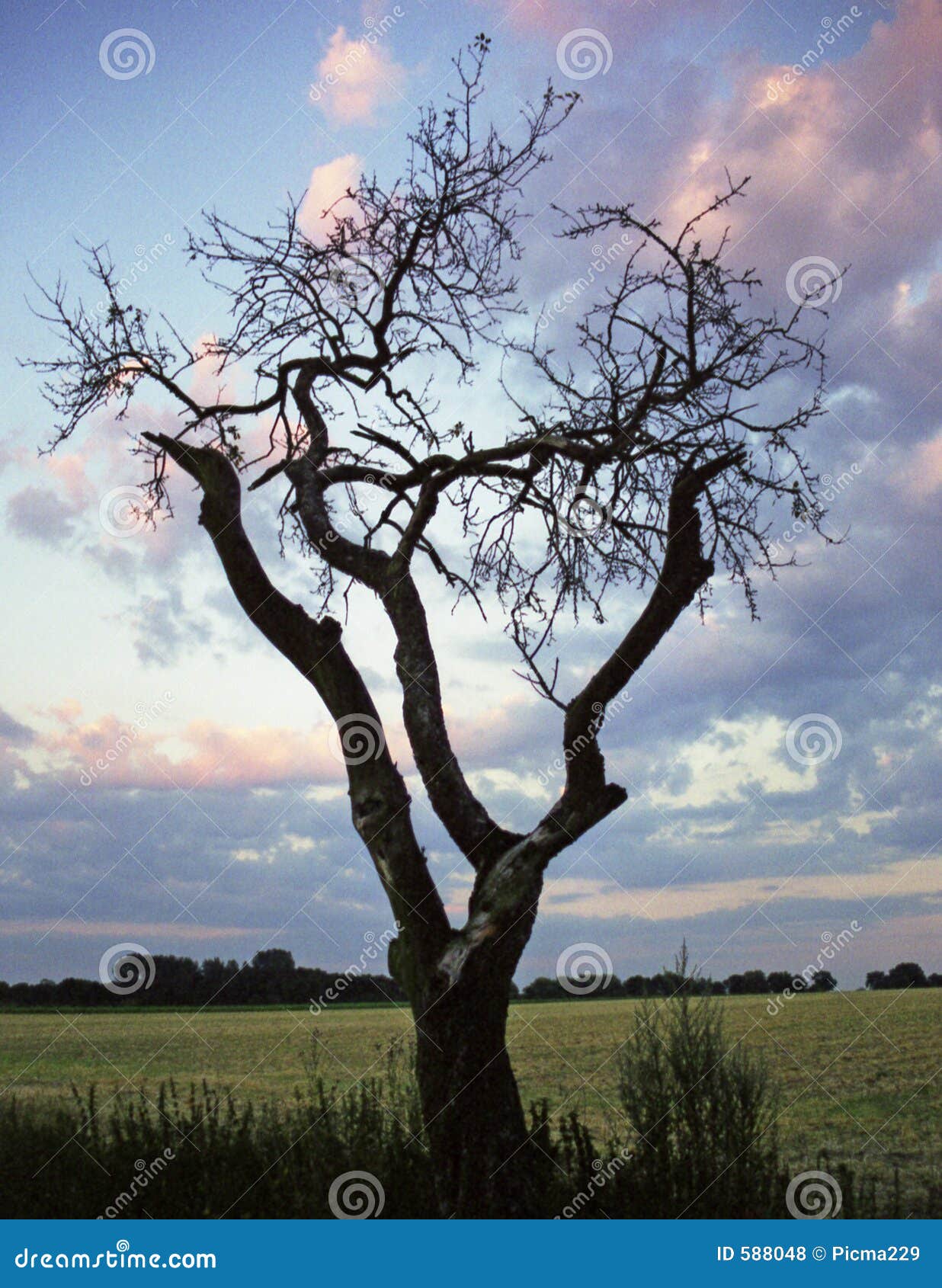 Leafless tree stock photo. Image of depressing, heaven - 588048