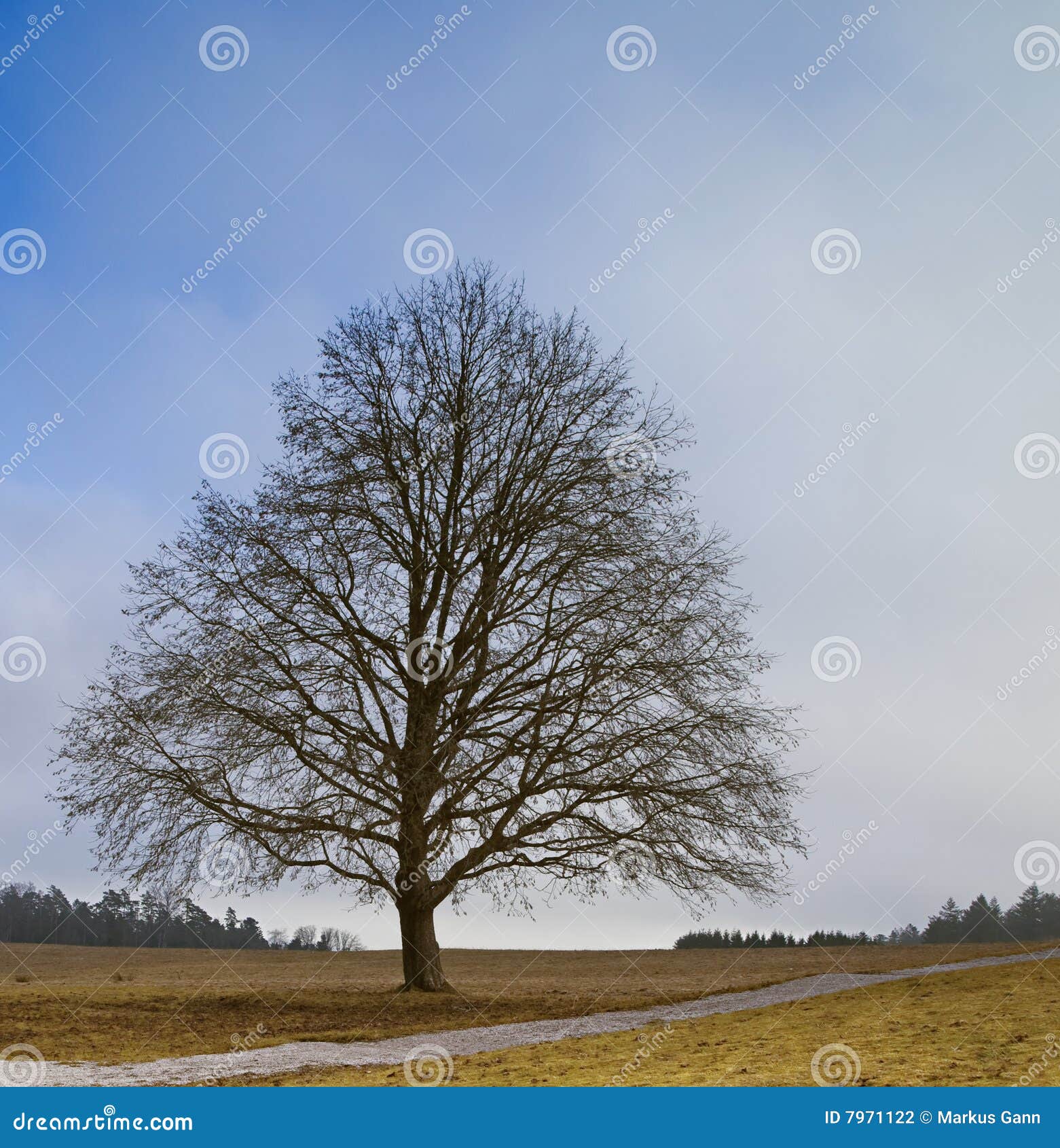 Leafless Tree Tunnel Road Conveys A Sense Of Romantic, Charming ...