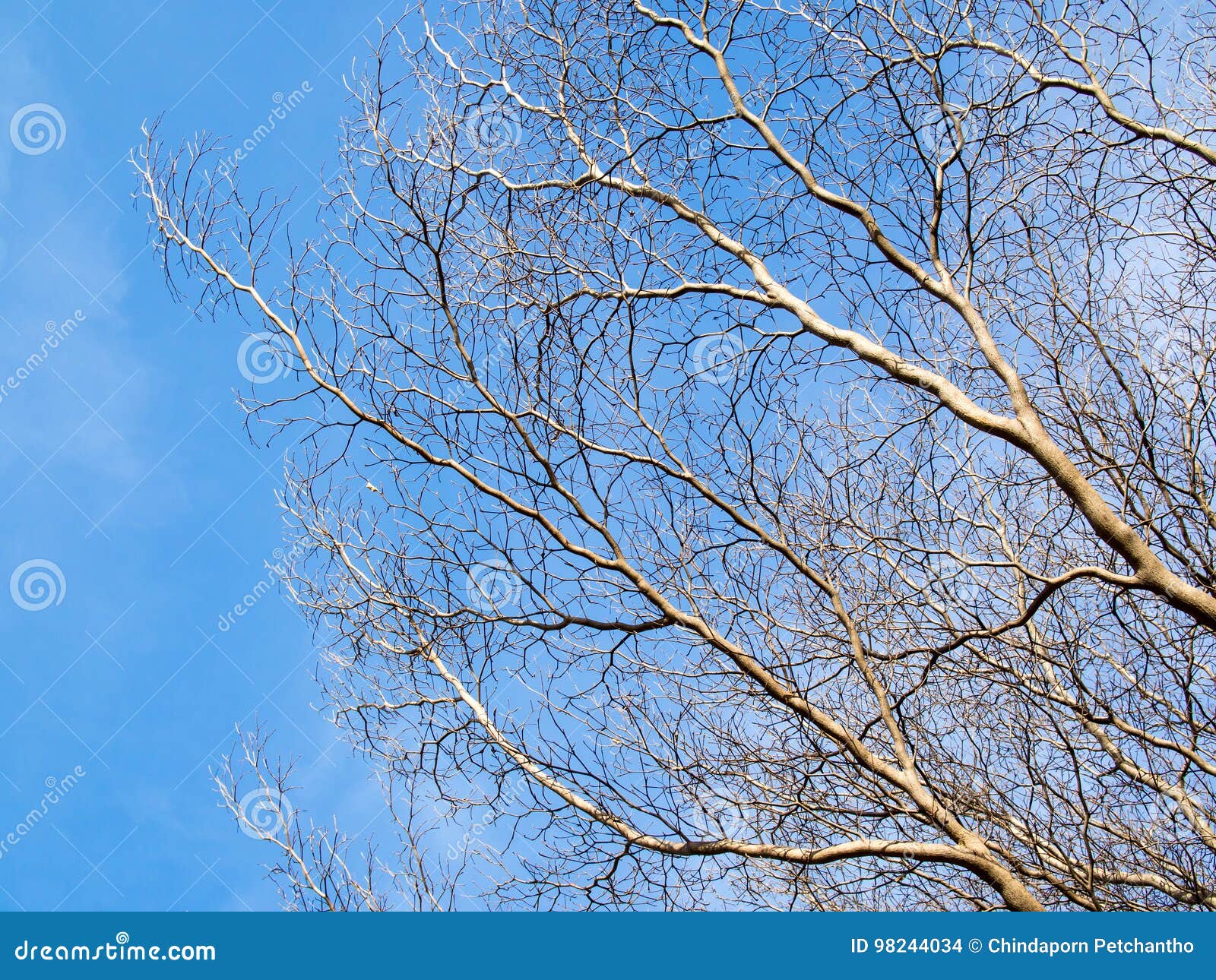 Leafless Tree stock photo. Image of fade, hard, autumn - 98244034