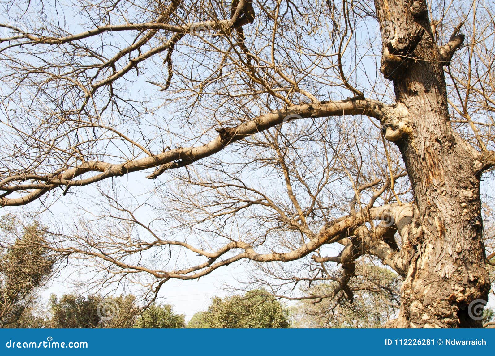 A Leafless Tree in the Autumn Season Stock Image - Image of night, dark ...