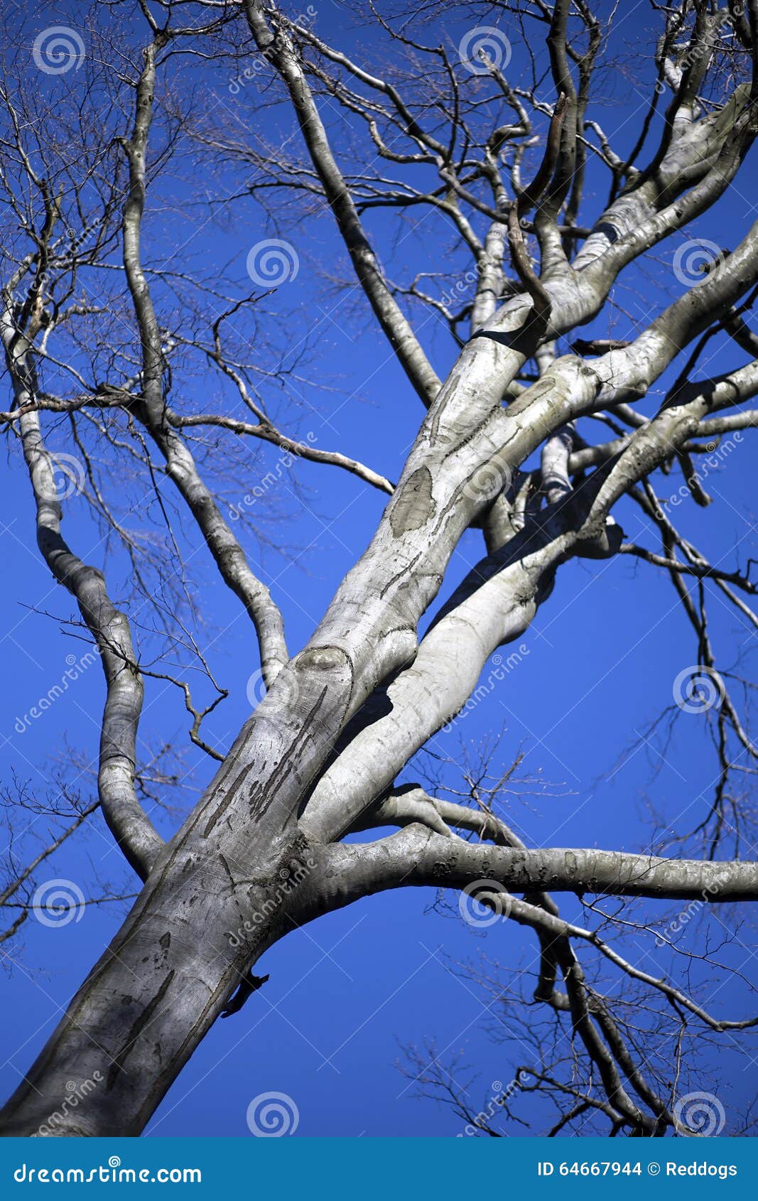 Leafless tree braches stock photo. Image of branch, abstract - 64667944
