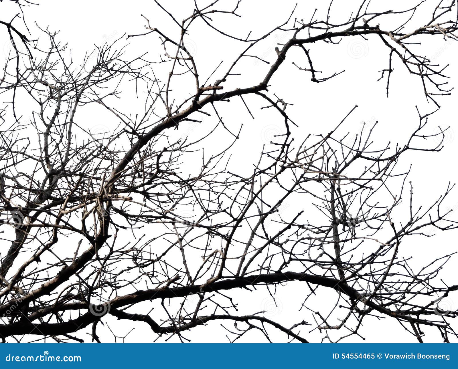 Leafless Tree Branch Silhouette Isolated Stock Image - Image of outdoor ...
