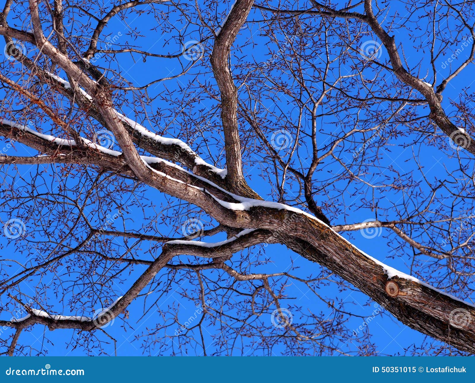 Leafless Tree Branch stock image. Image of wood, branches - 50351015