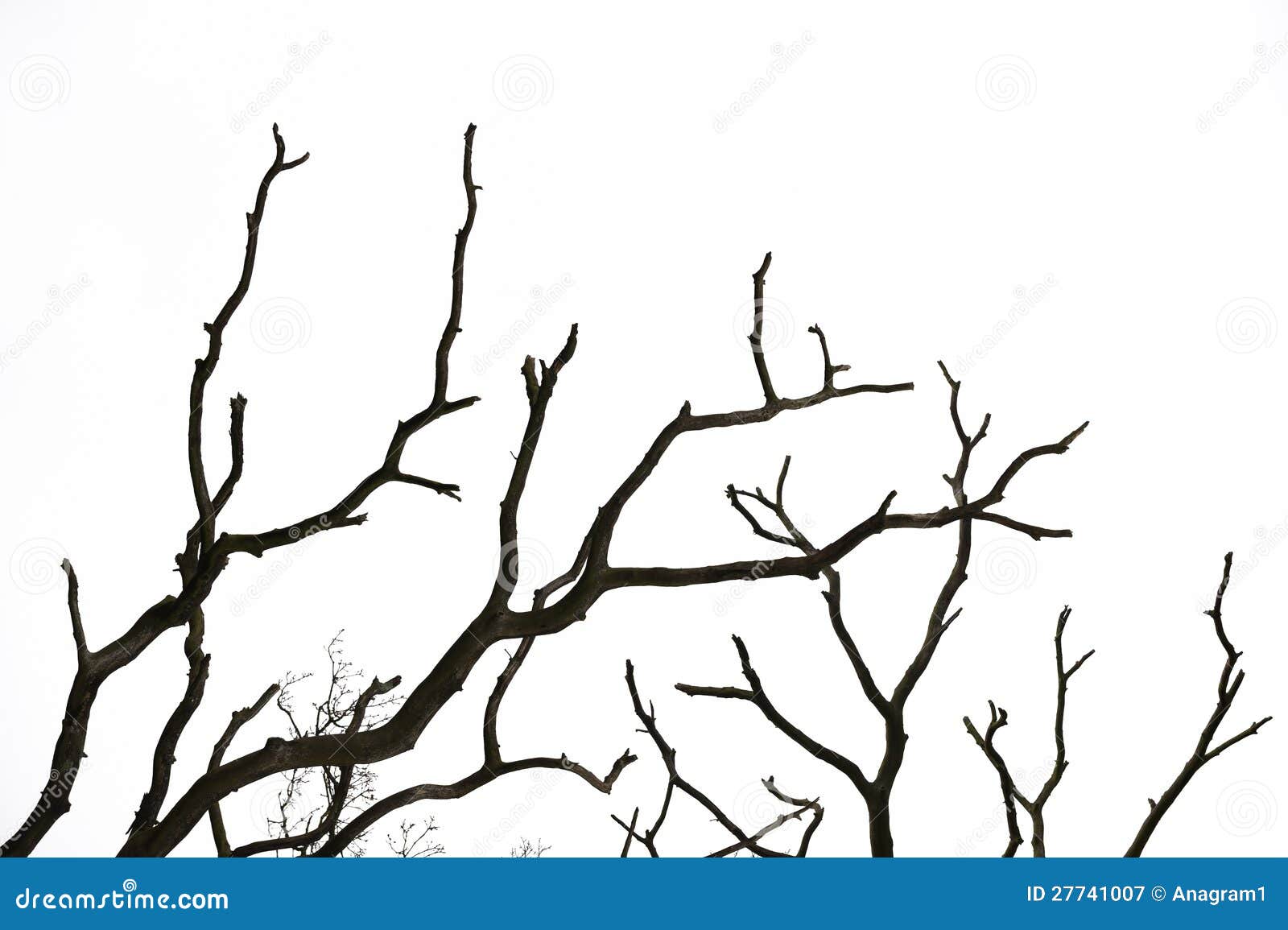 Leafless tree branches stock image. Image of bark, background - 27741007