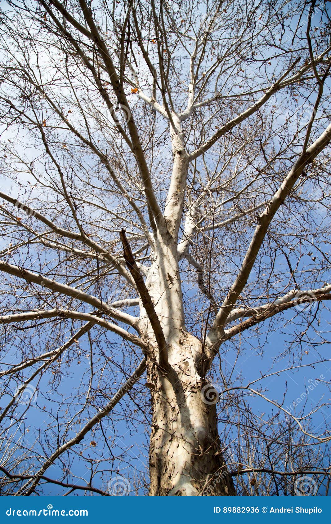 Leafless Tree Branches Against the Blue Sky Stock Photo - Image of ...