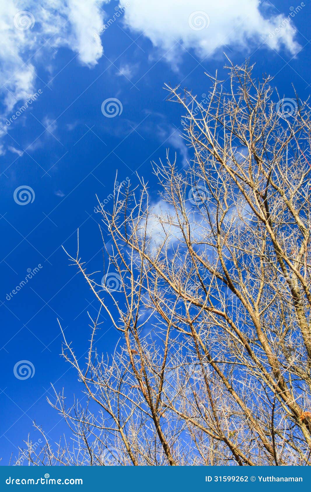 Leafless Tree Branches Against Blue Sky Stock Photo - Image of tree ...