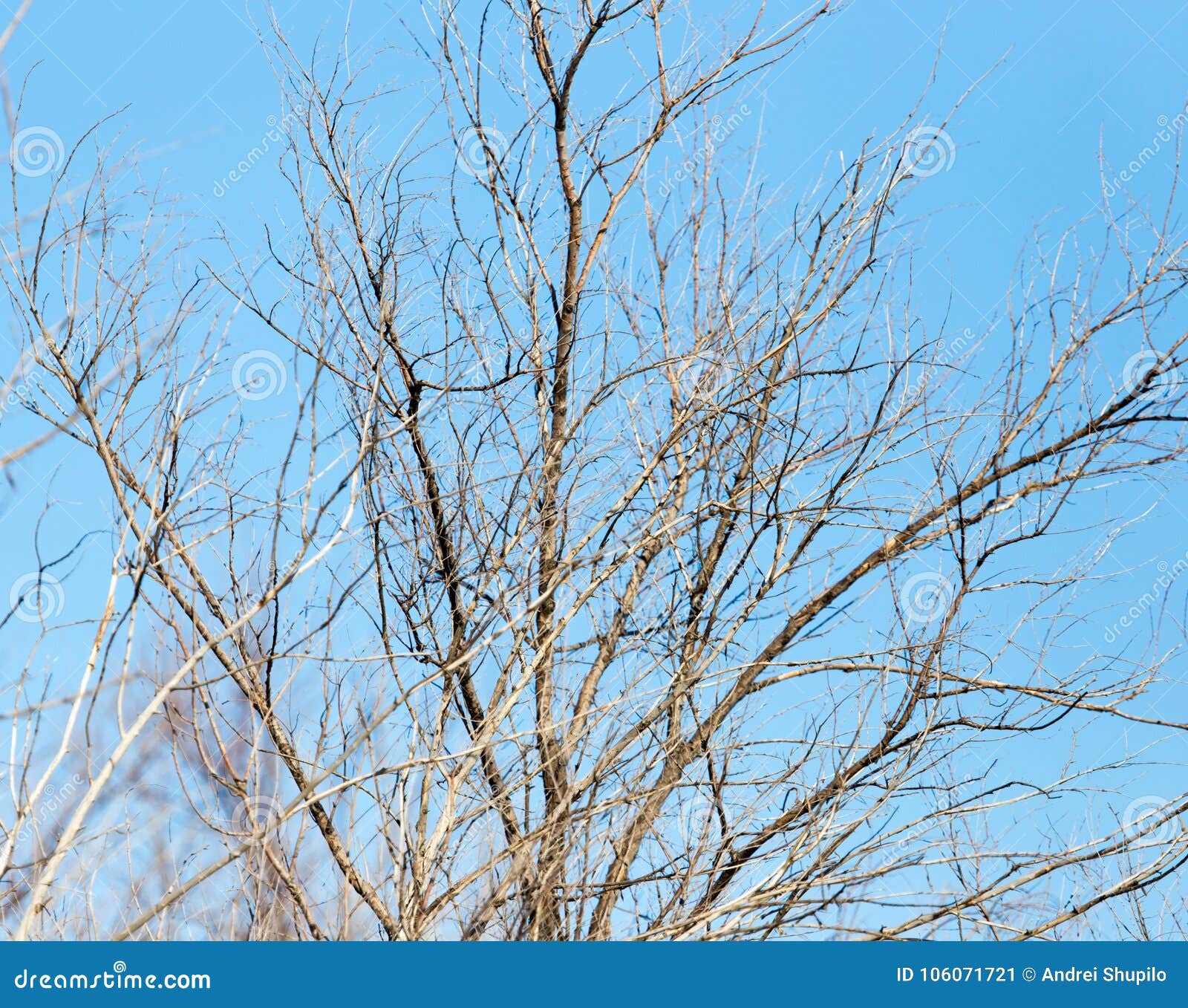 Leafless Tree Branches Against the Blue Sky Stock Image - Image of ...