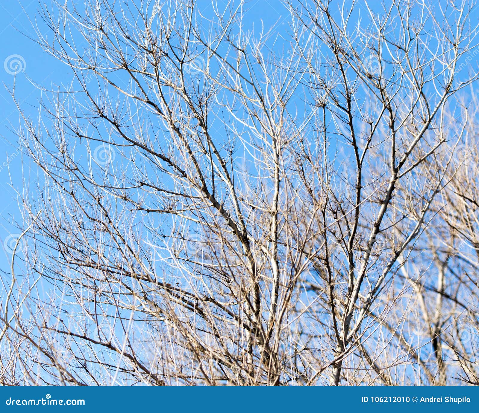 Leafless Tree Branches Against the Blue Sky Stock Photo - Image of ...