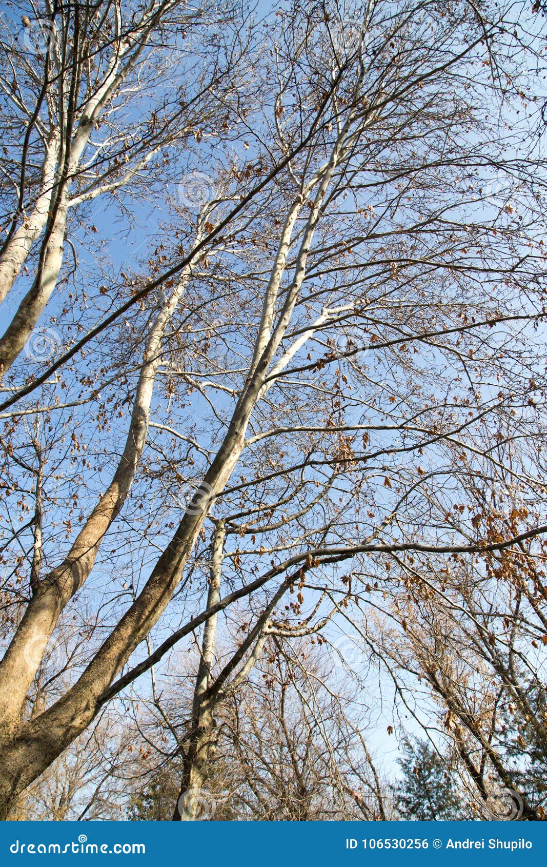 Leafless Tree Branches Against the Blue Sky Stock Photo - Image of ...