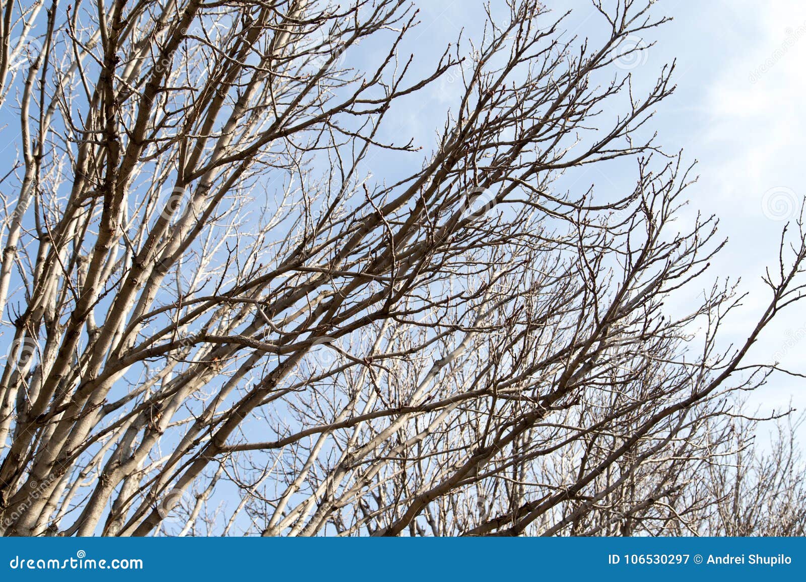 Leafless Tree Branches Against the Blue Sky Stock Image - Image of ...