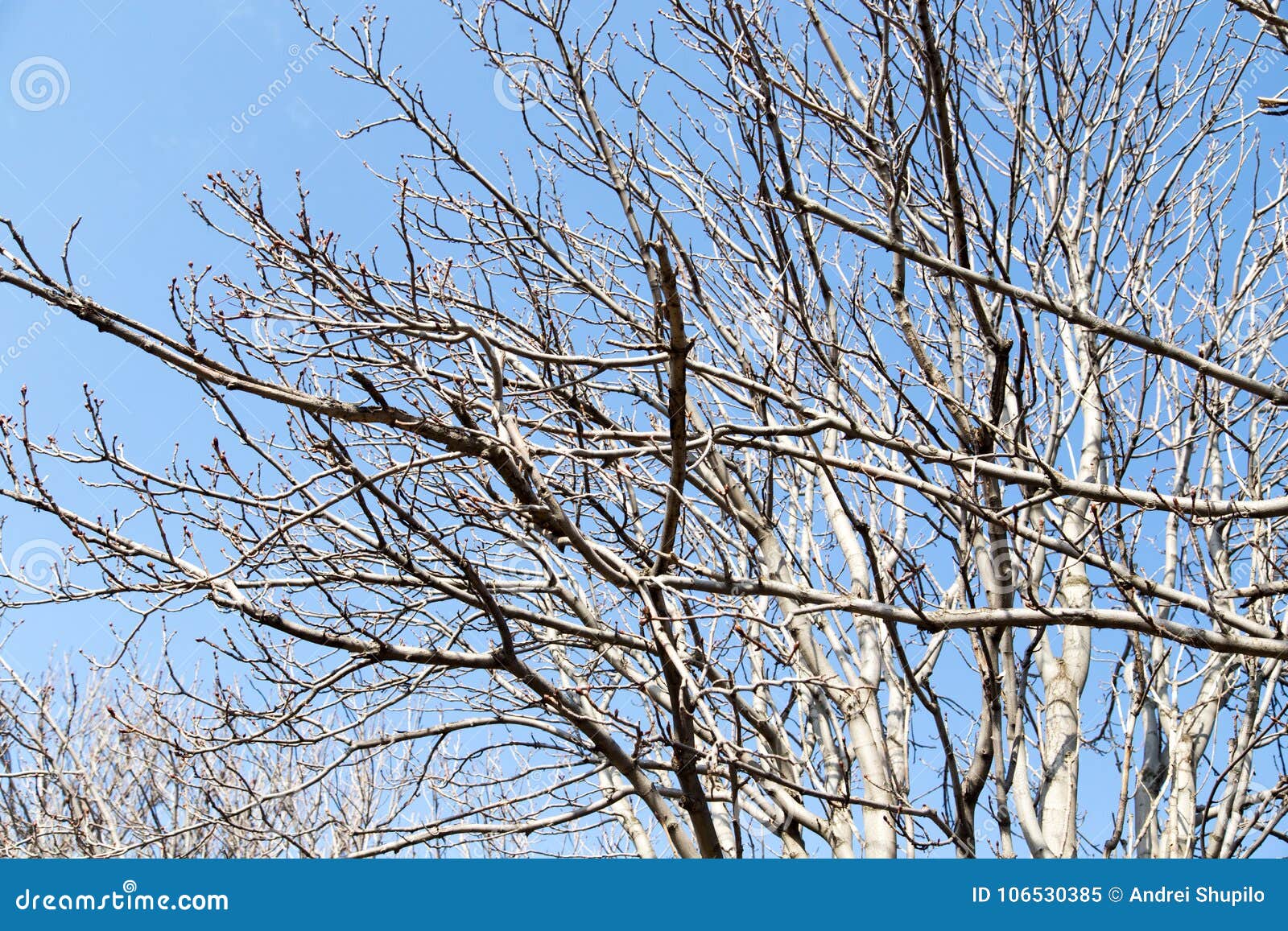 Leafless Tree Branches Against the Blue Sky Stock Image - Image of ...