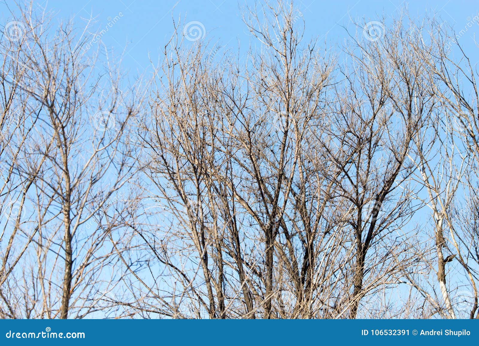 Leafless Tree Branches Against the Blue Sky Stock Image - Image of ...