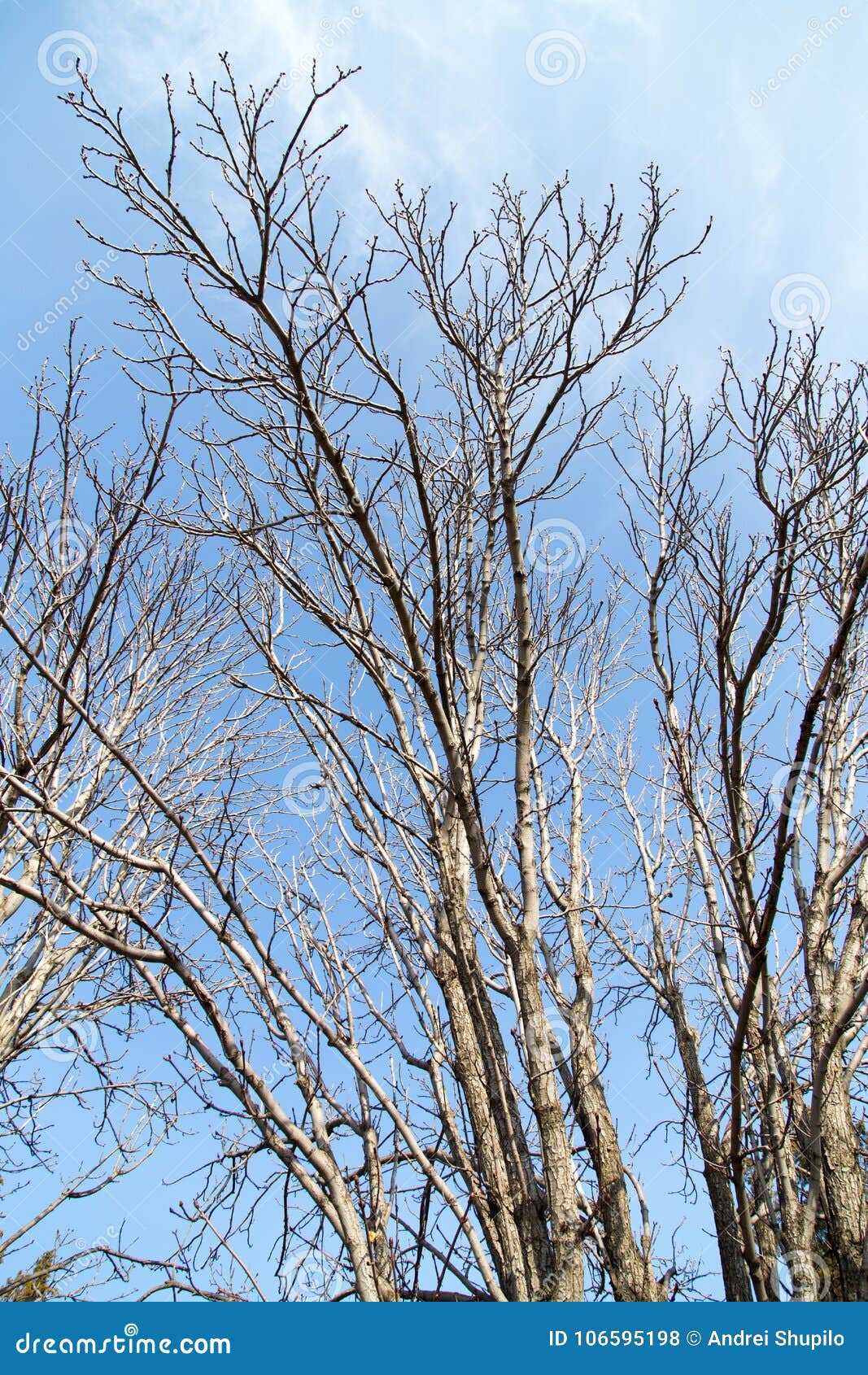 Leafless Tree Branches Against the Blue Sky Stock Photo - Image of ...