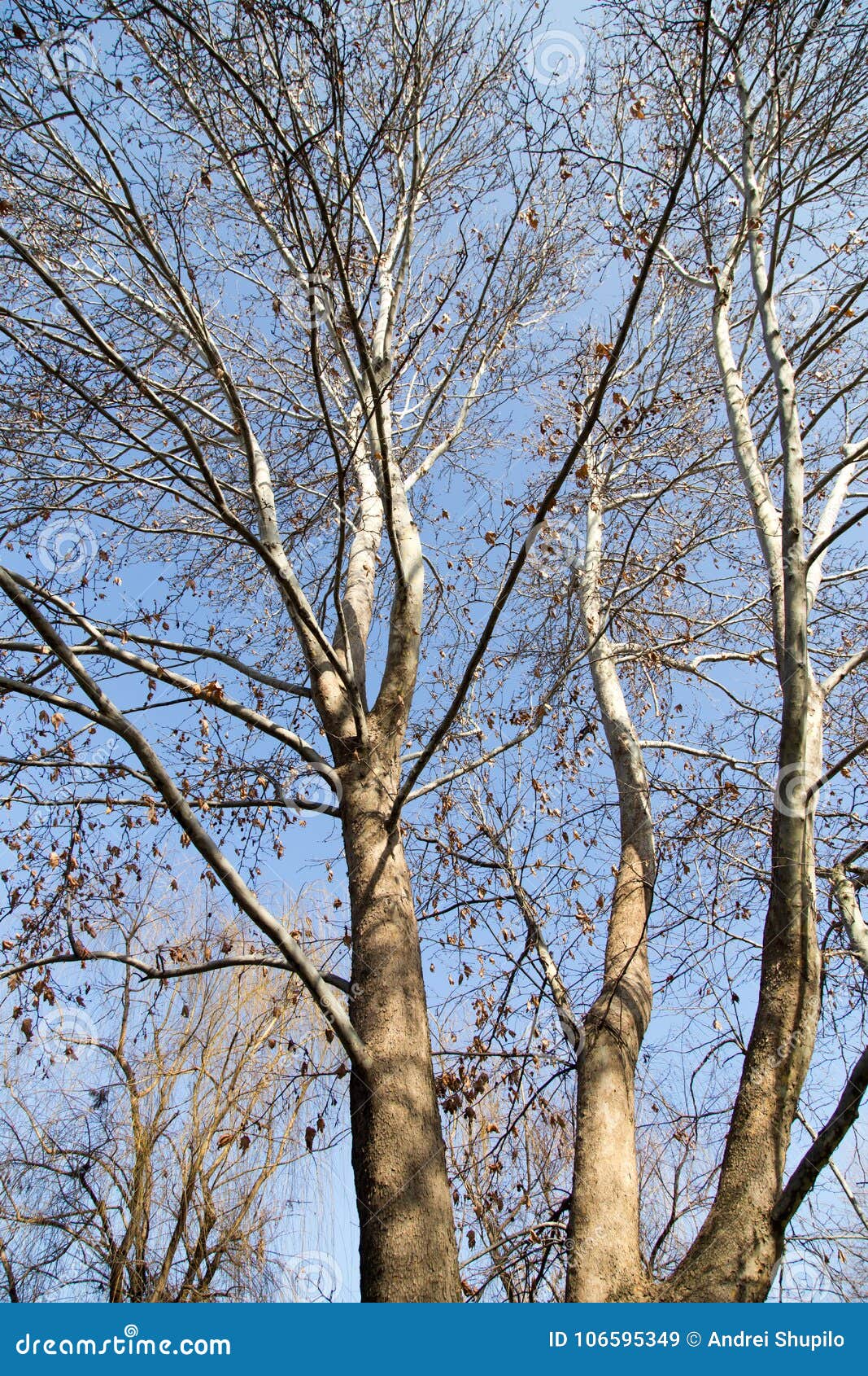 Leafless Tree Branches Against the Blue Sky Stock Image - Image of ...