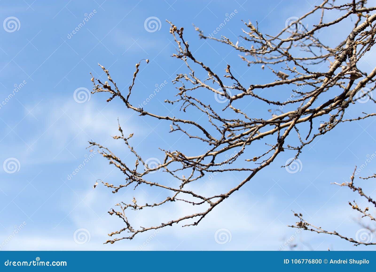 Leafless Tree Branches Against the Blue Sky Stock Photo - Image of ...