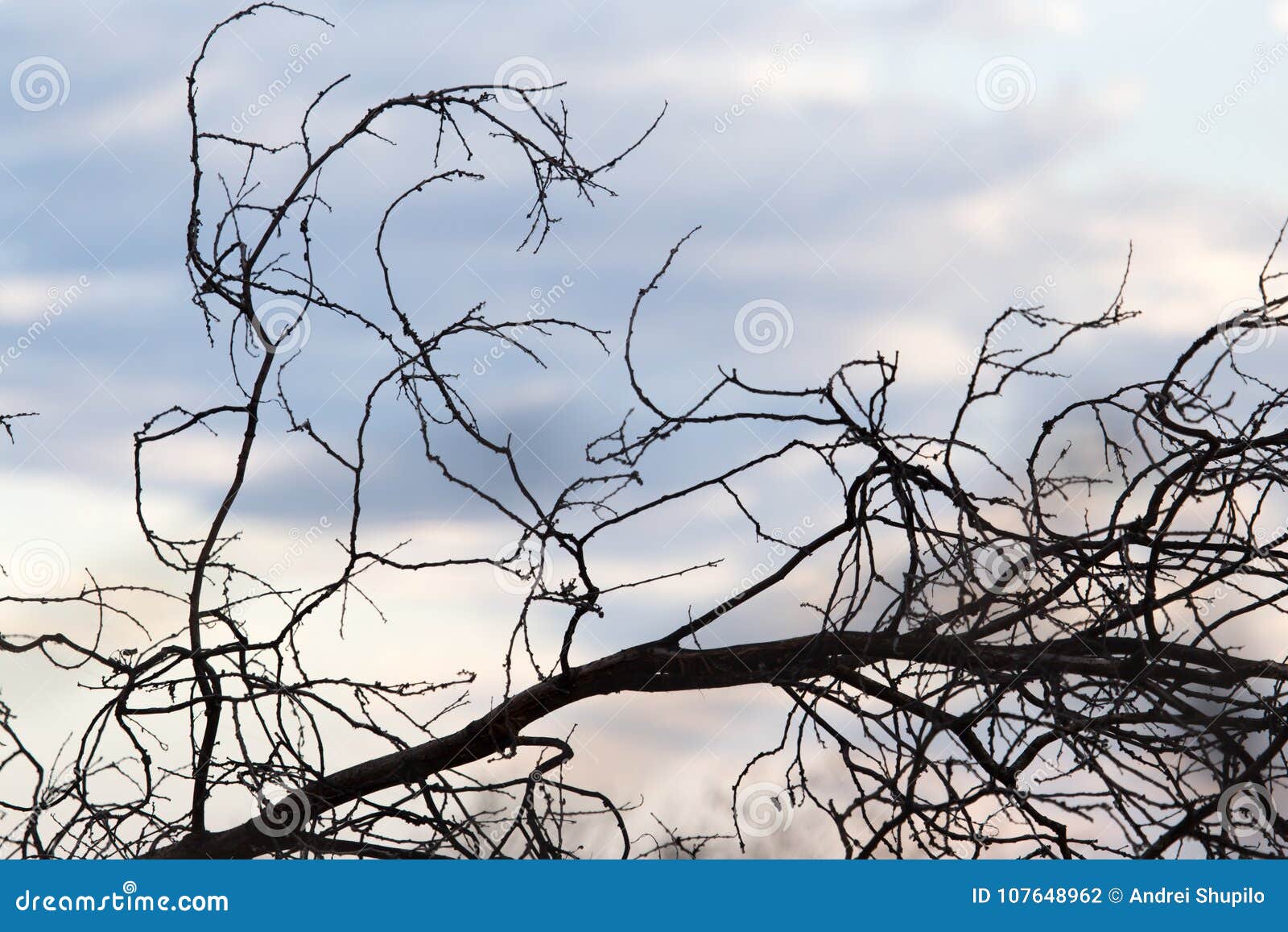 Leafless Tree Branches Against the Blue Sky Stock Photo - Image of ...