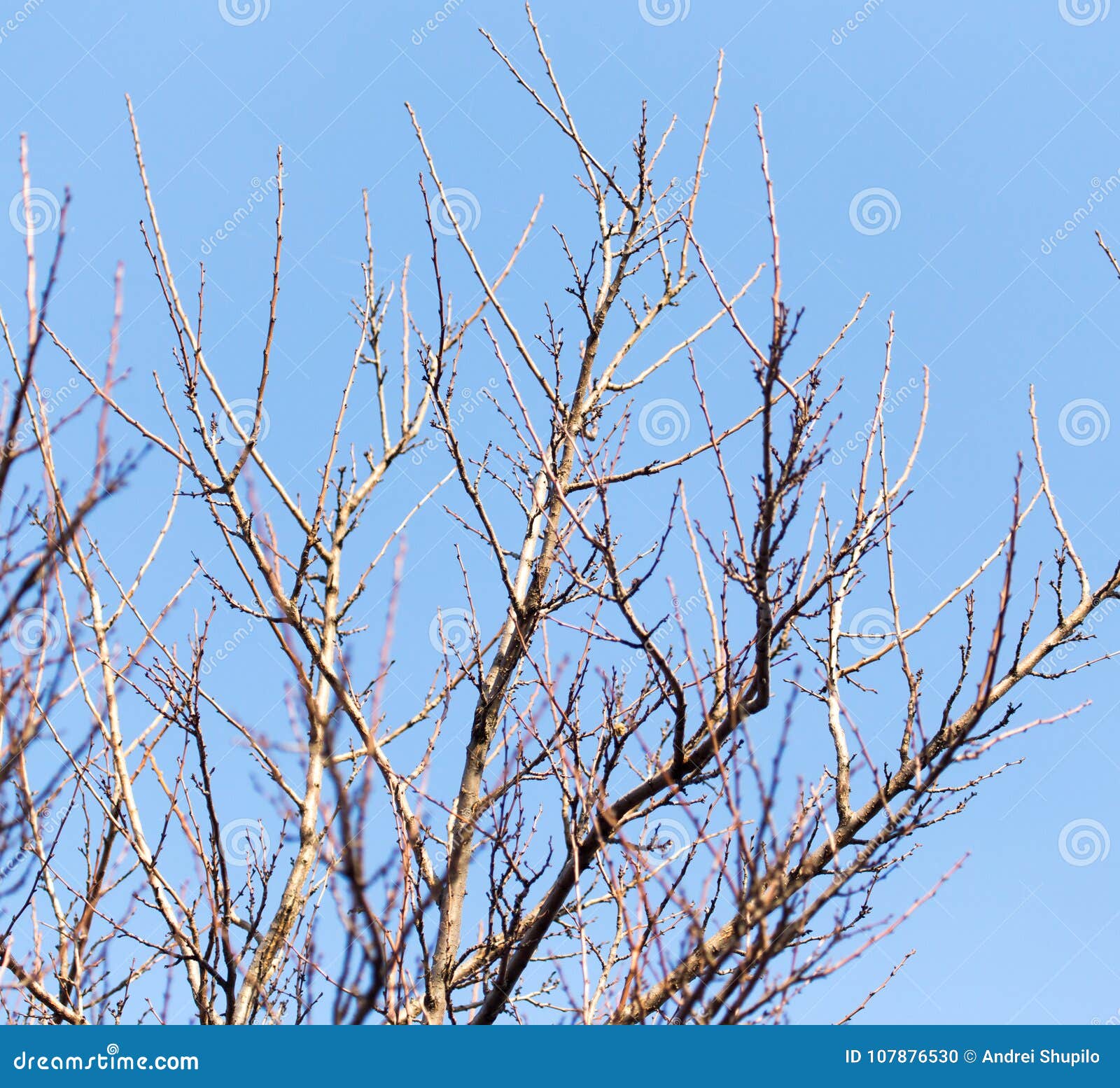 Leafless Tree Branches Against the Blue Sky Stock Photo - Image of wood ...