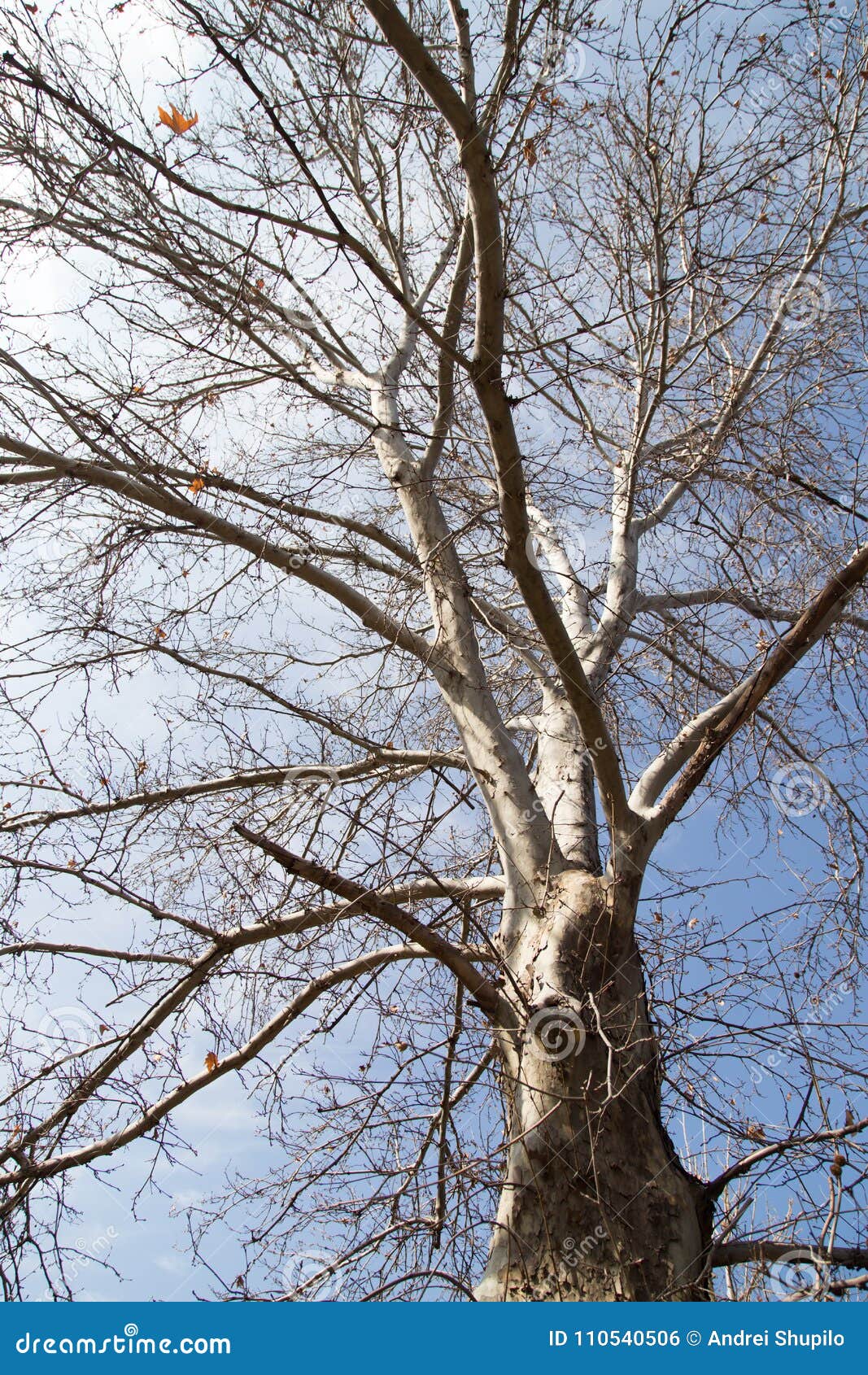 Leafless Tree Branches Against the Blue Sky Stock Photo - Image of tree ...