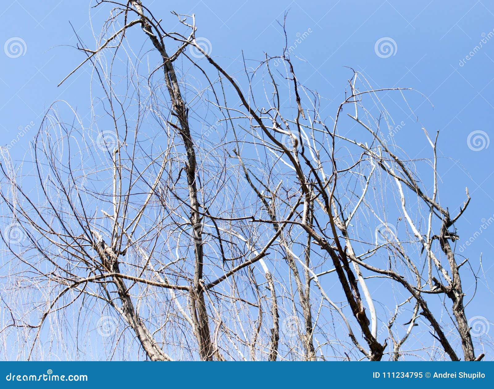 Leafless Tree Branches Against the Blue Sky Stock Image - Image of ...