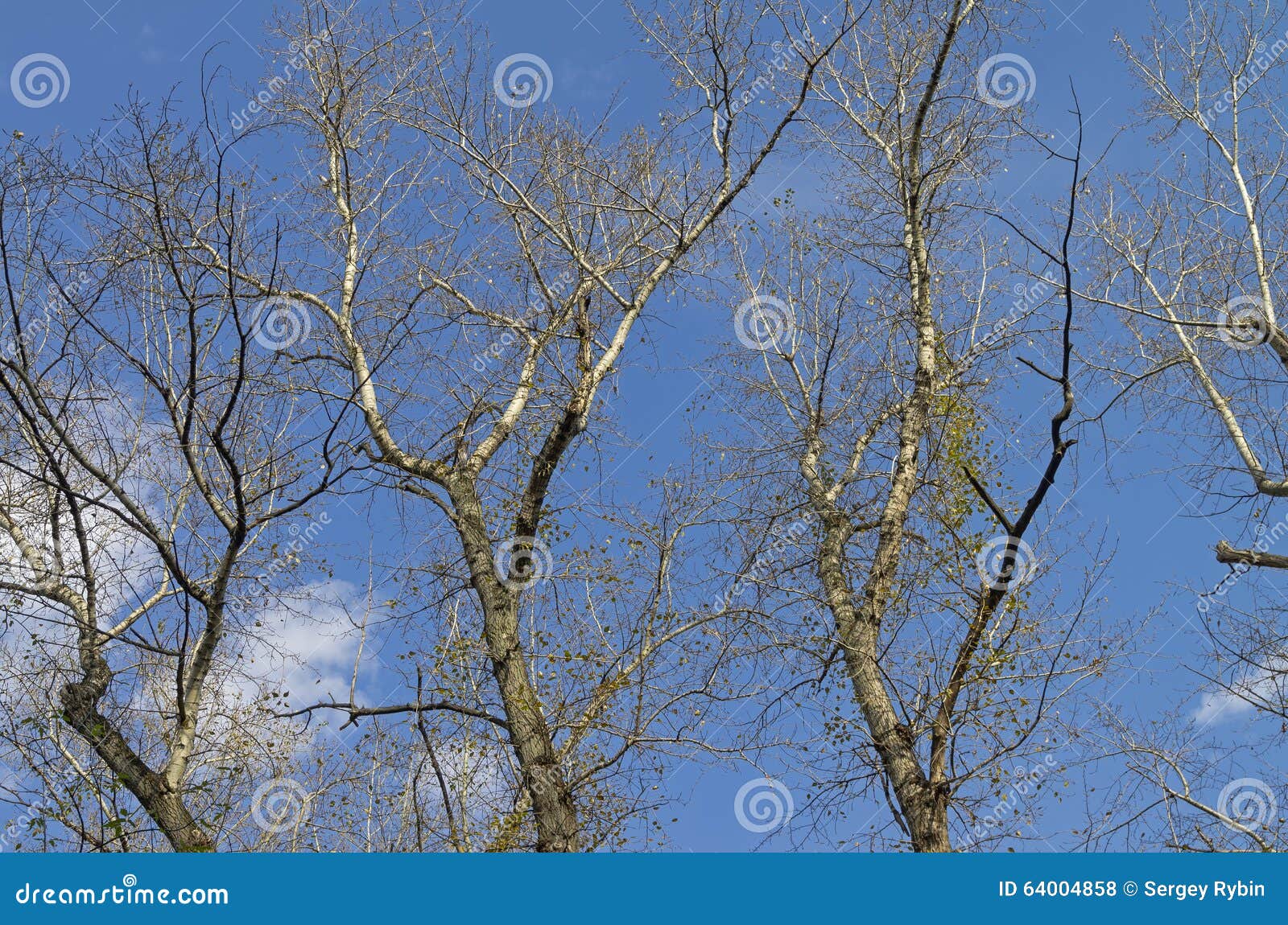Leafless Tree Branches Against the Blue Sky. Stock Photo - Image of ...