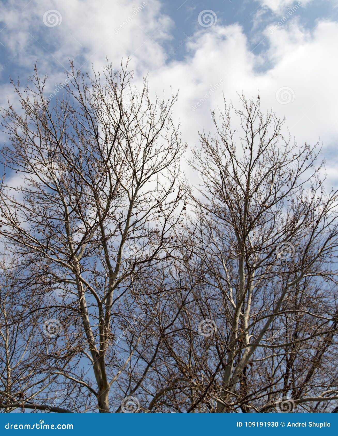 Leafless Tree Branches Against the Sky Stock Photo - Image of forest ...