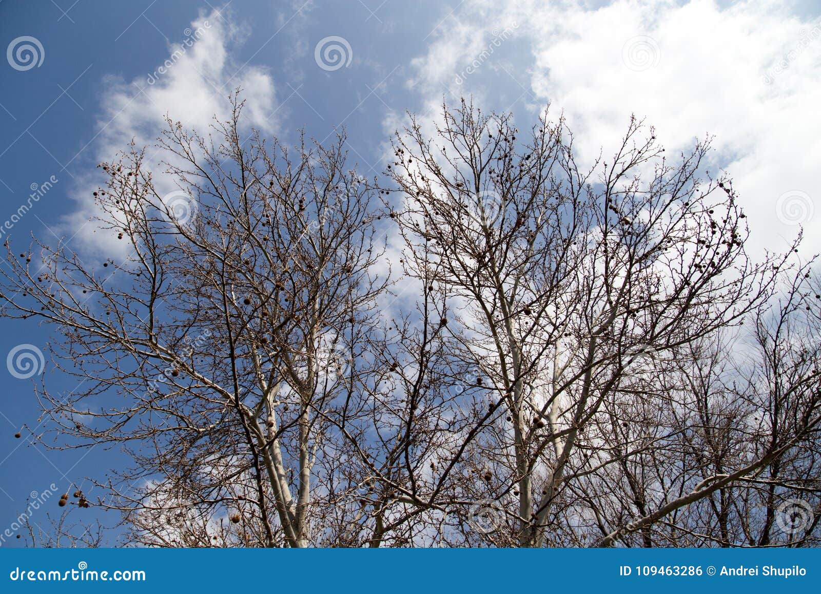 Leafless Tree Branches Against the Sky Stock Photo - Image of plant ...