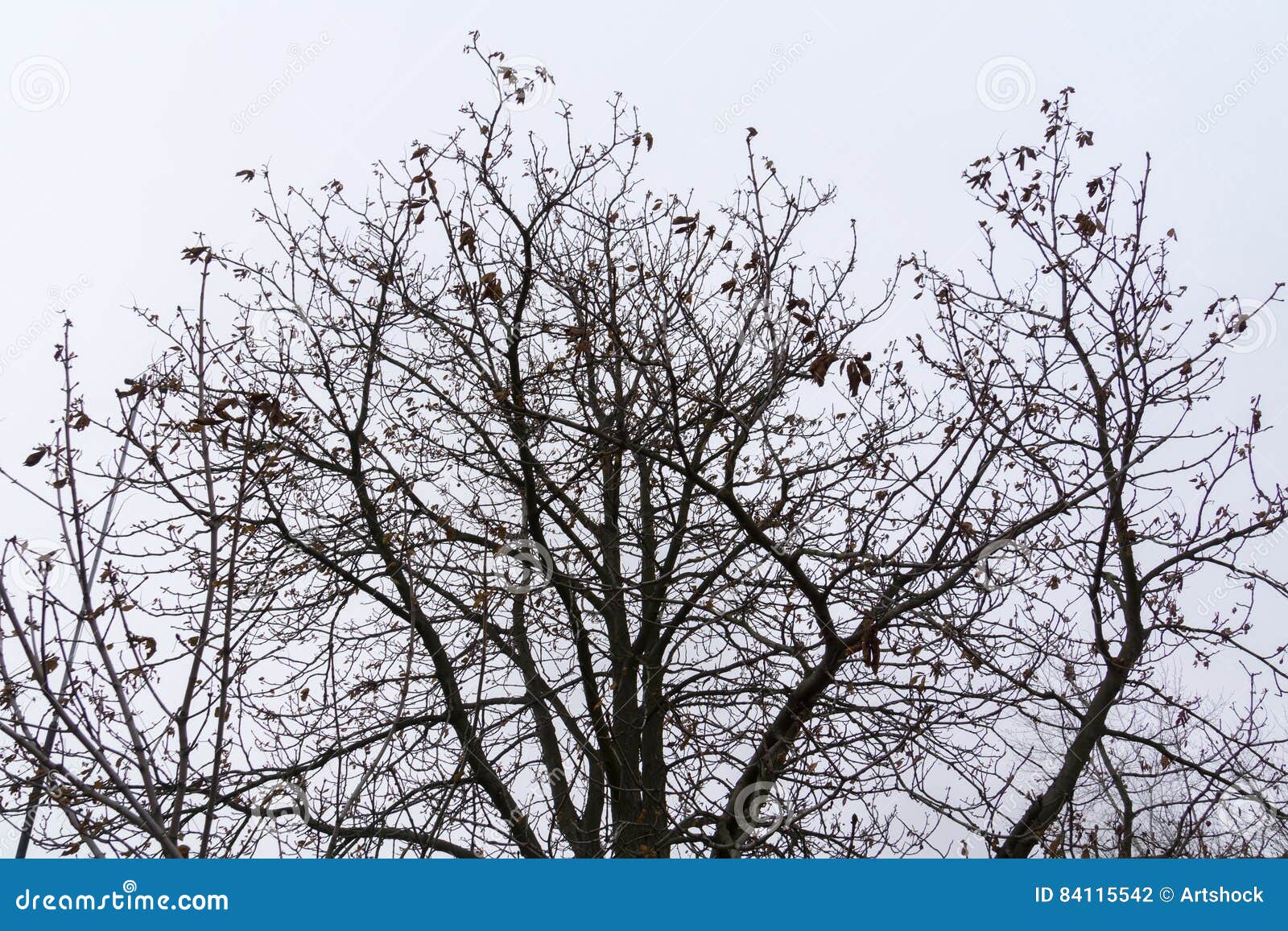 Leafless Tree Branches stock photo. Image of spooky, wood - 84115542