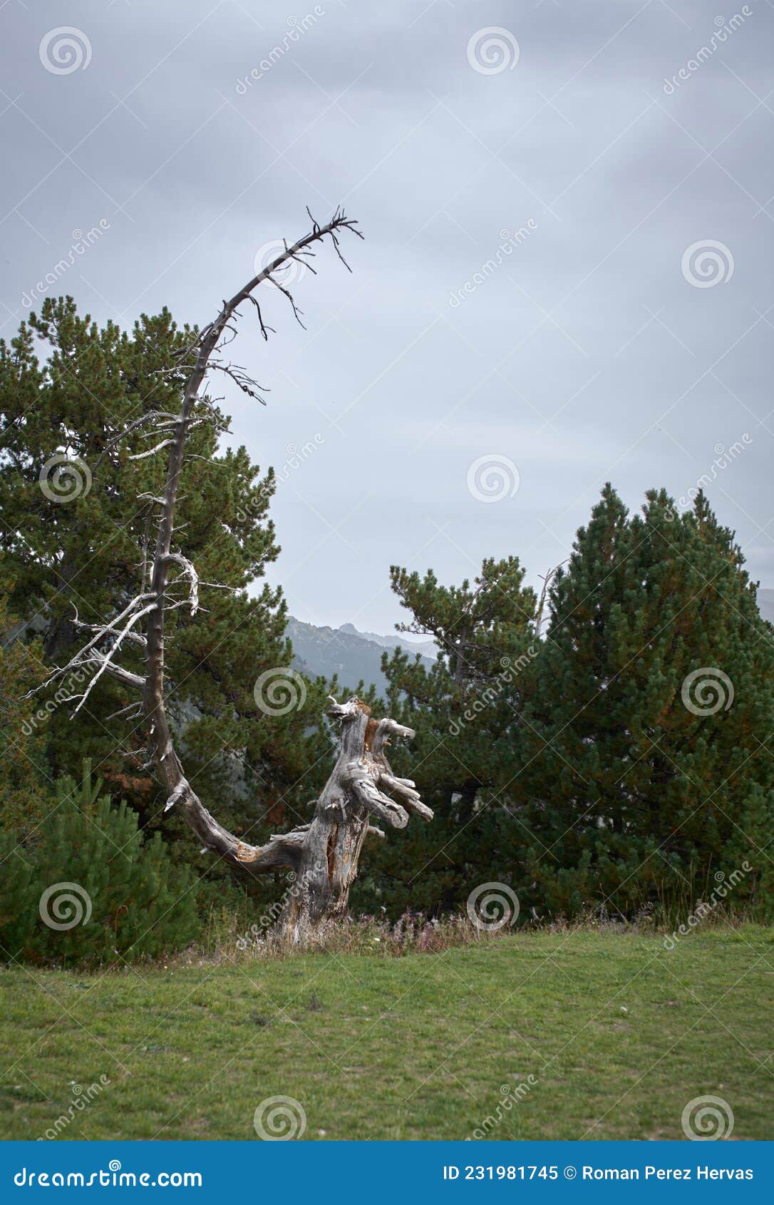 Skeleton of a Dry Tree with Its Branches Making Shapes in the Middle of ...