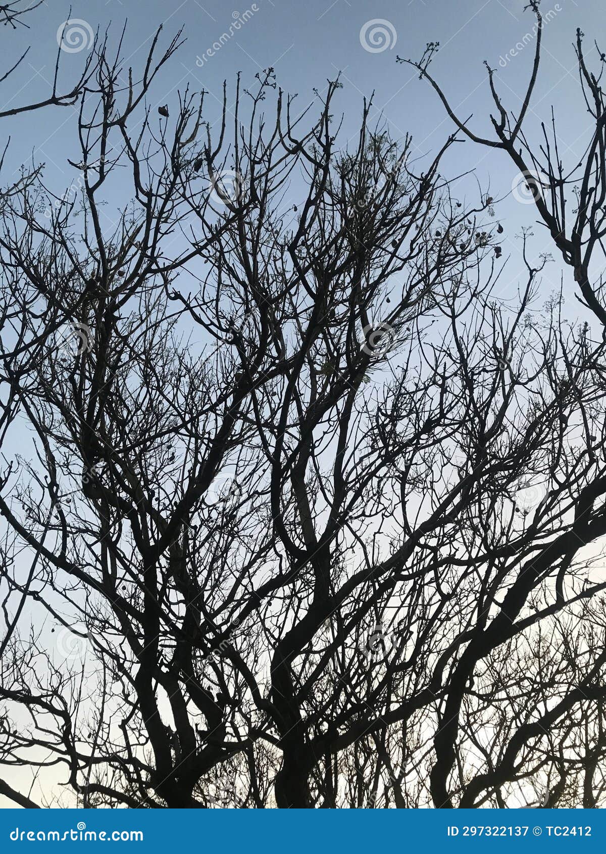 Leafless Tree Branches Over Blue Sky Stock Image - Image of beautiful ...