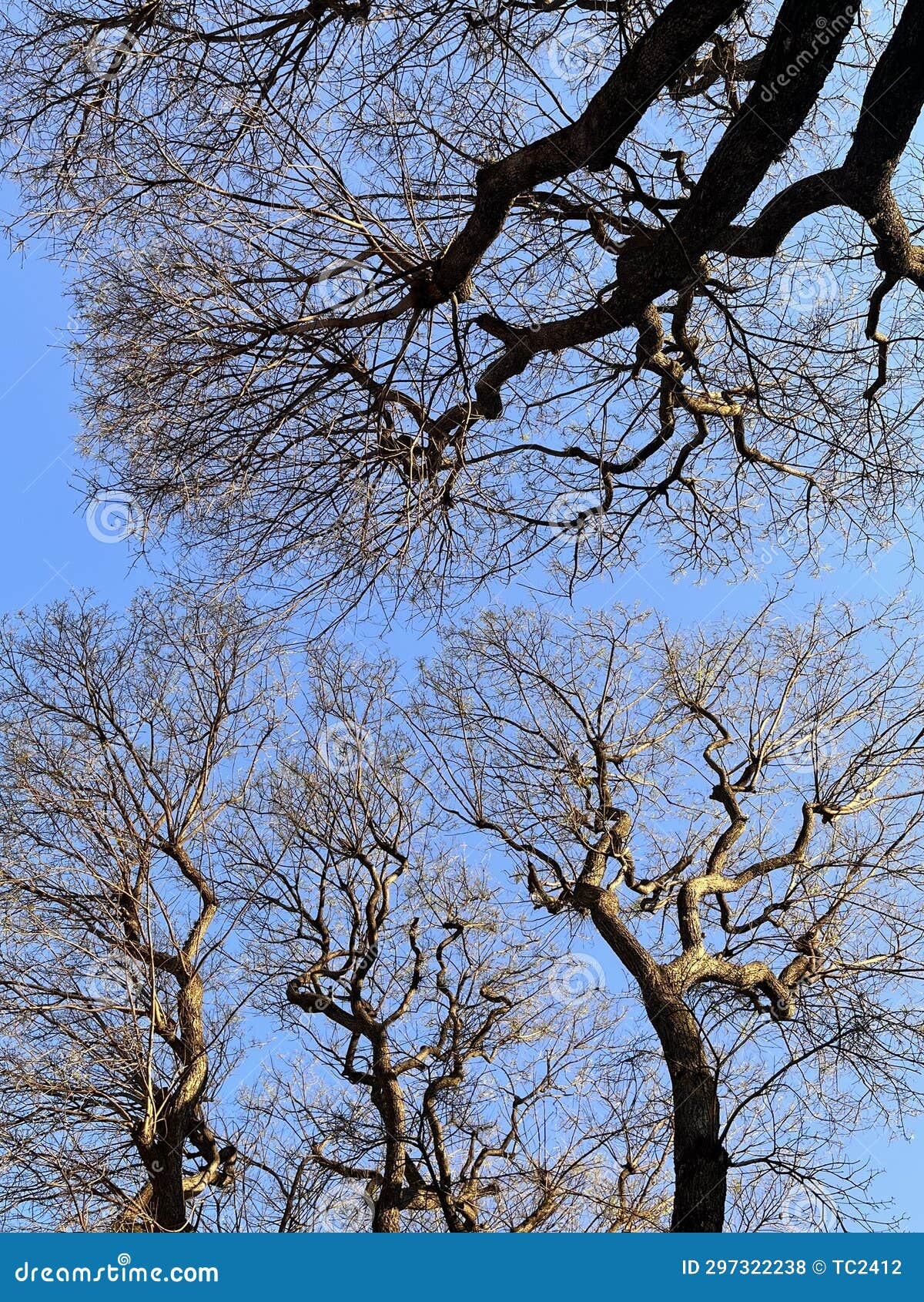 Leafless Tree Branches Over Blue Sky Stock Photo - Image of background ...