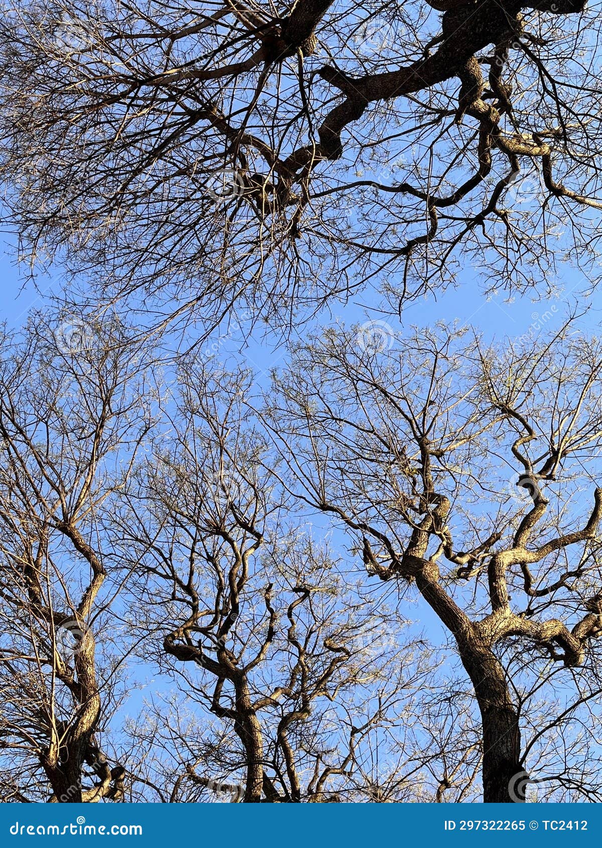 Leafless Tree Branches Over Blue Sky Stock Image - Image of autumn ...