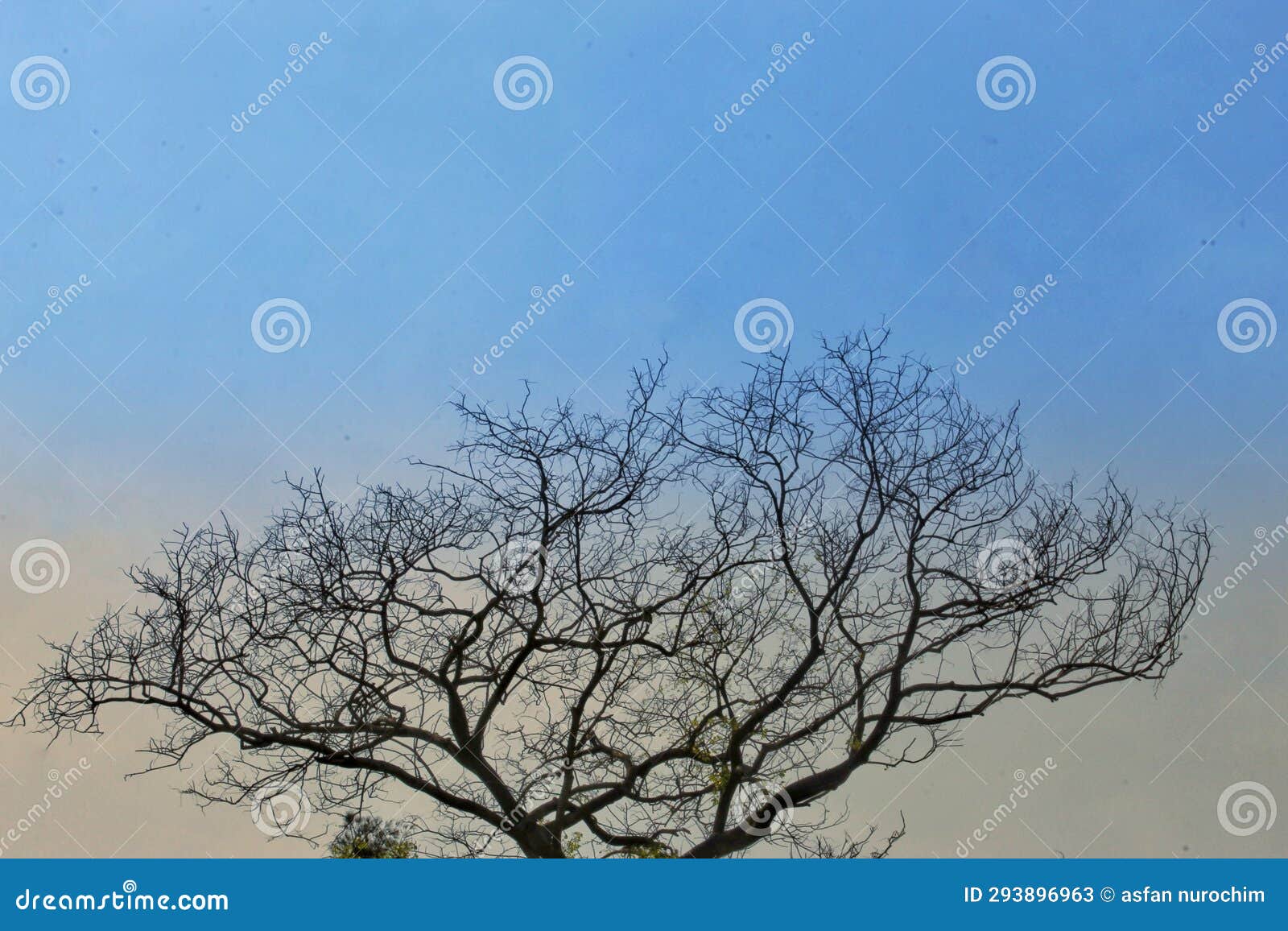 Leafless Tree Branches Silhouette on a Blue Background, with Copy Space ...