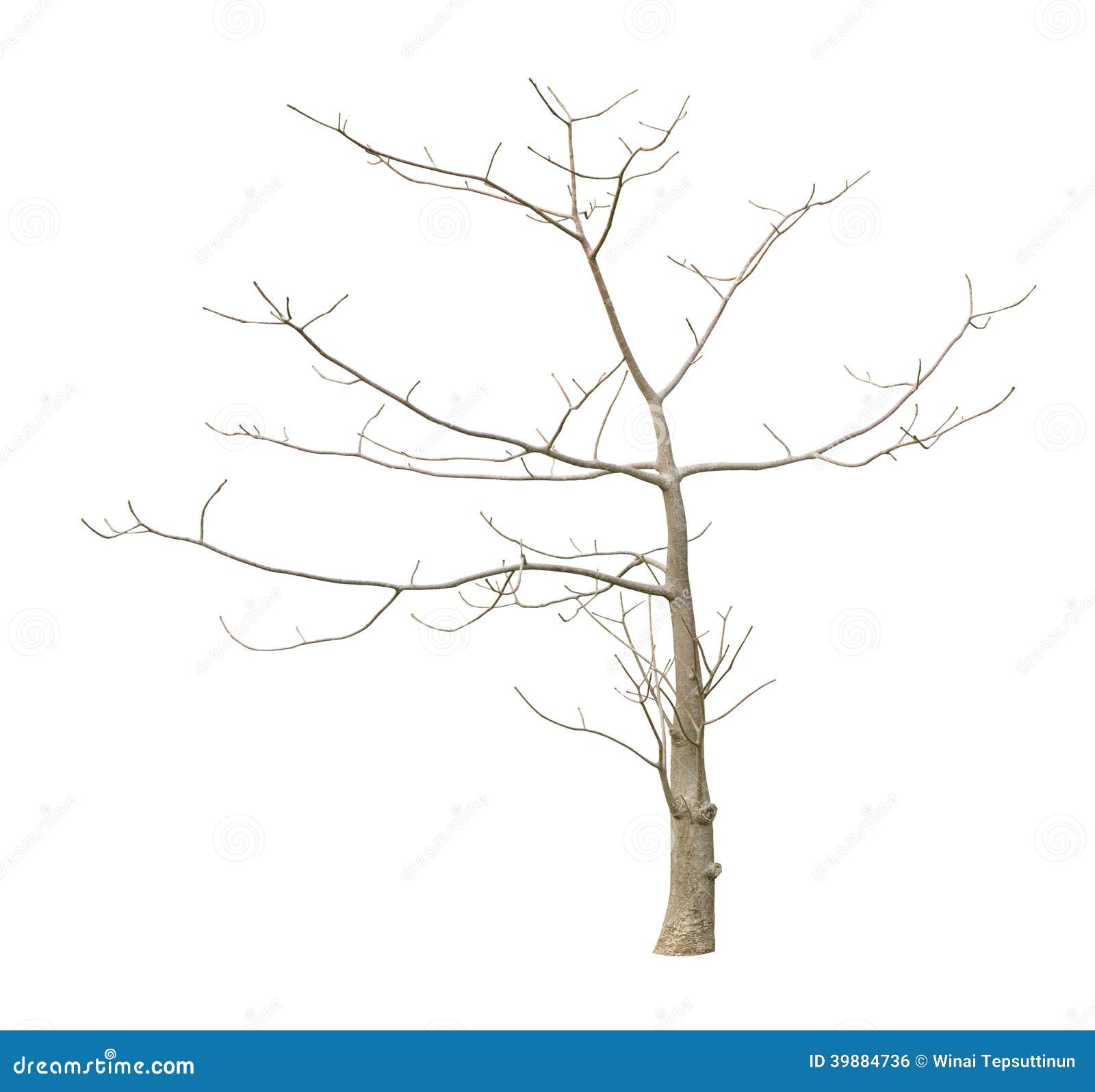 Leafless Tree Royalty-Free Stock Photo | CartoonDealer.com #59671383