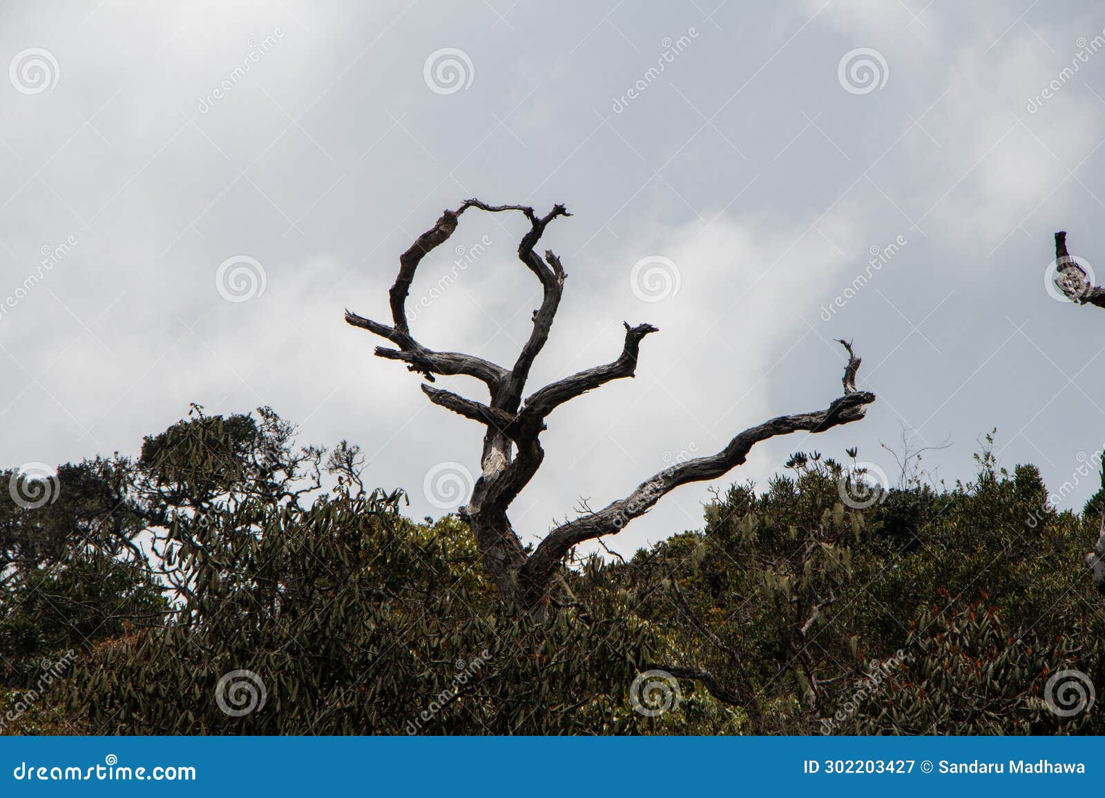 A Leafless Tree with Crooked and Tangled Branches Stock Image - Image ...