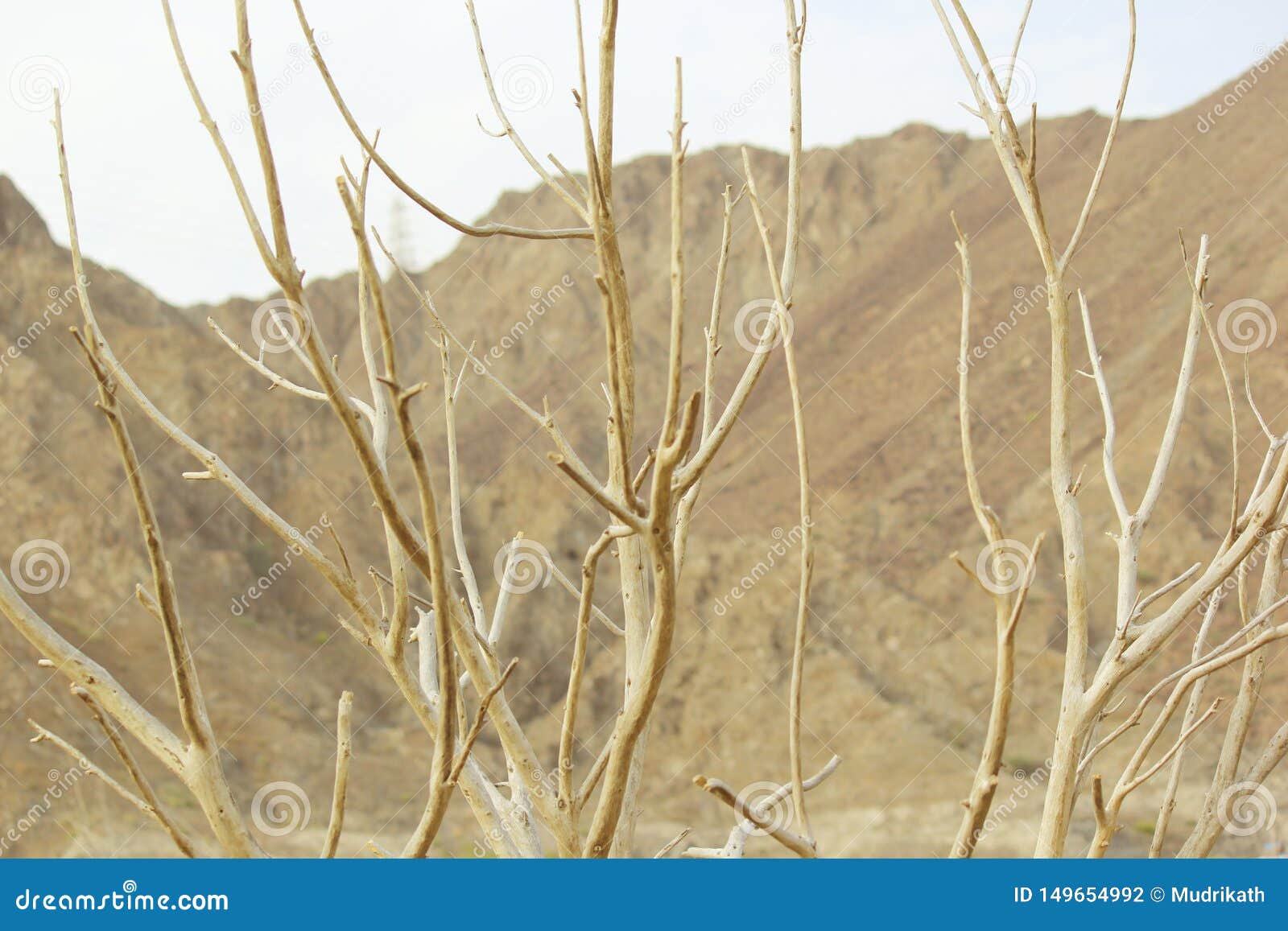Dry Dead Tree Branch in the Desert Stock Photo - Image of bark, closeup ...