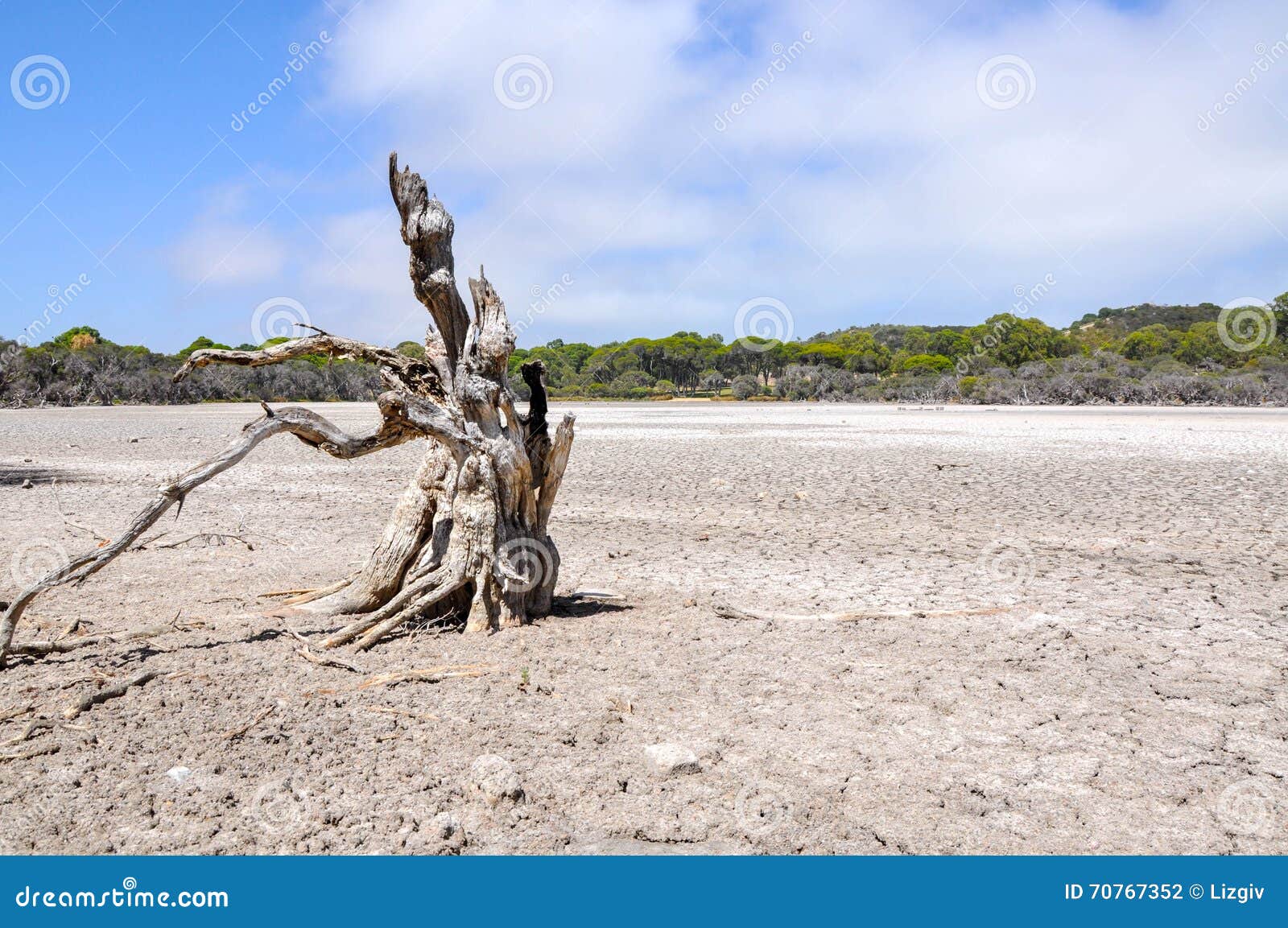 Leafless Tree: Drought stock photo. Image of land, environment - 70767352