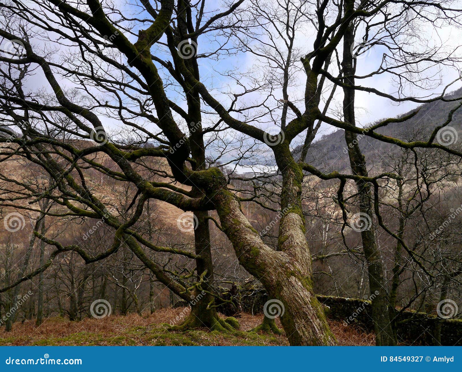 Leafless Tree in Early Spring Stock Image - Image of idyllic, derwent ...