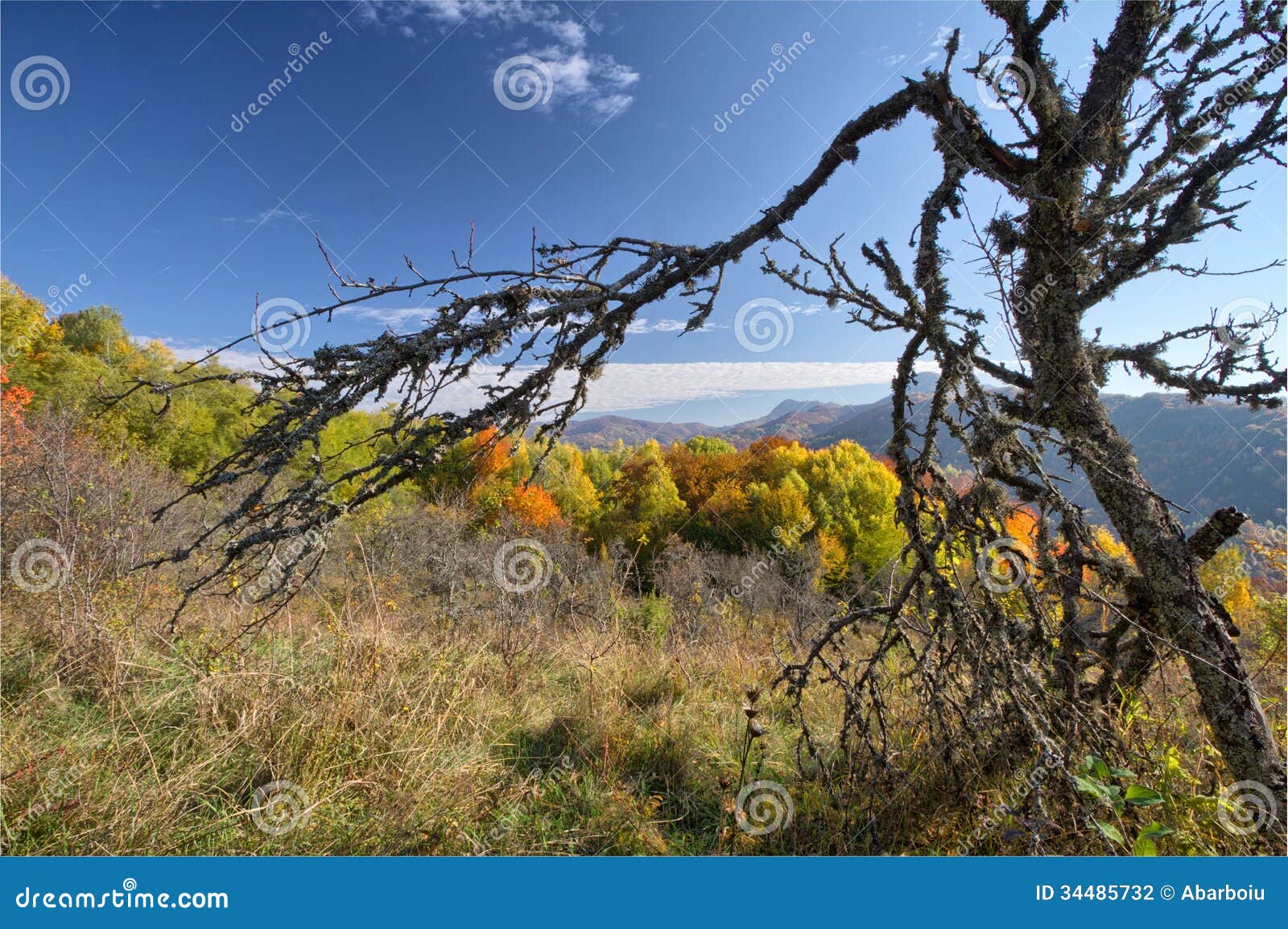 Leafless Tree on a Fall Background Stock Photo - Image of blue ...