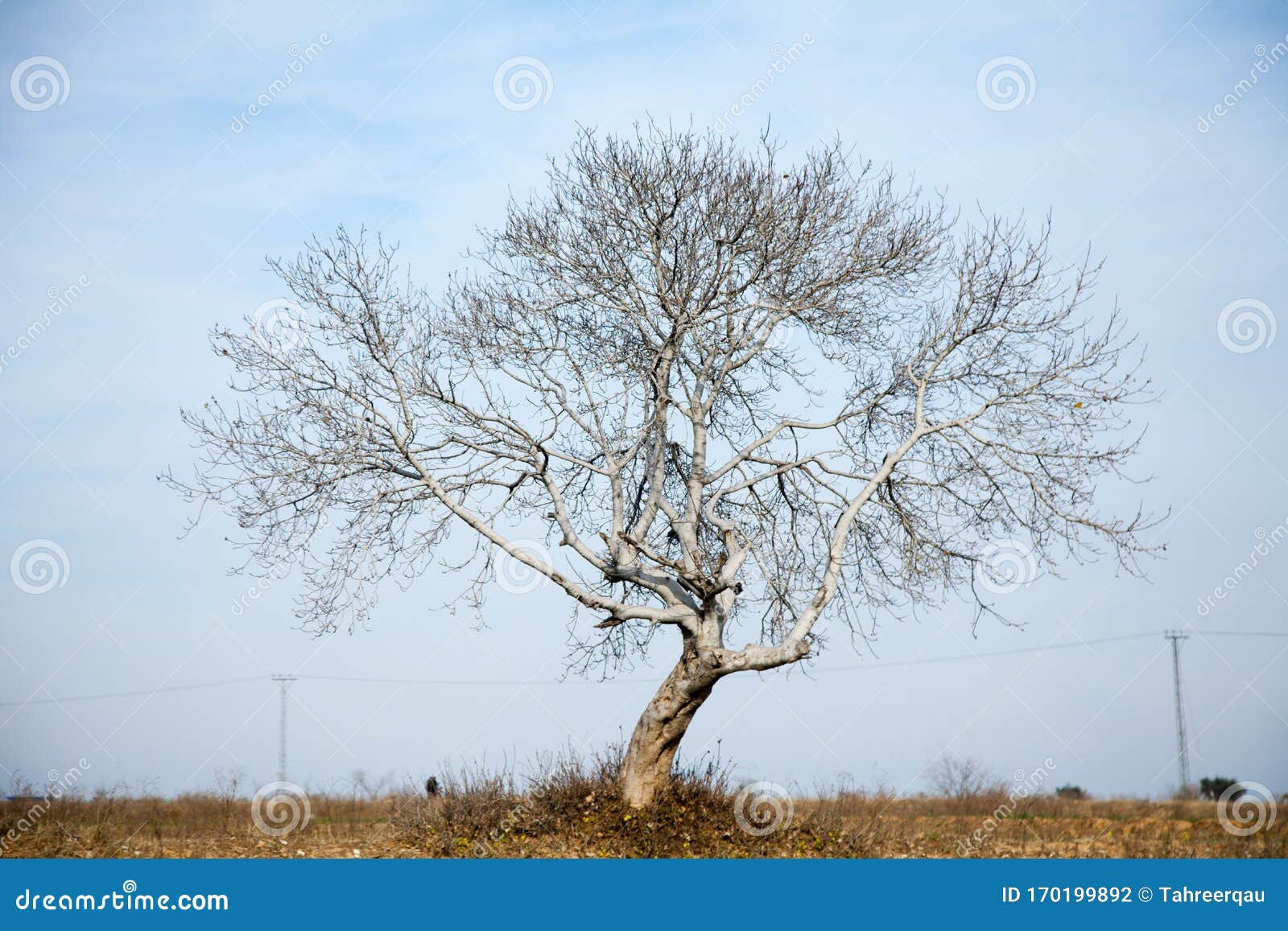 Leafless tree in fall stock photo. Image of crop, winters - 170199892